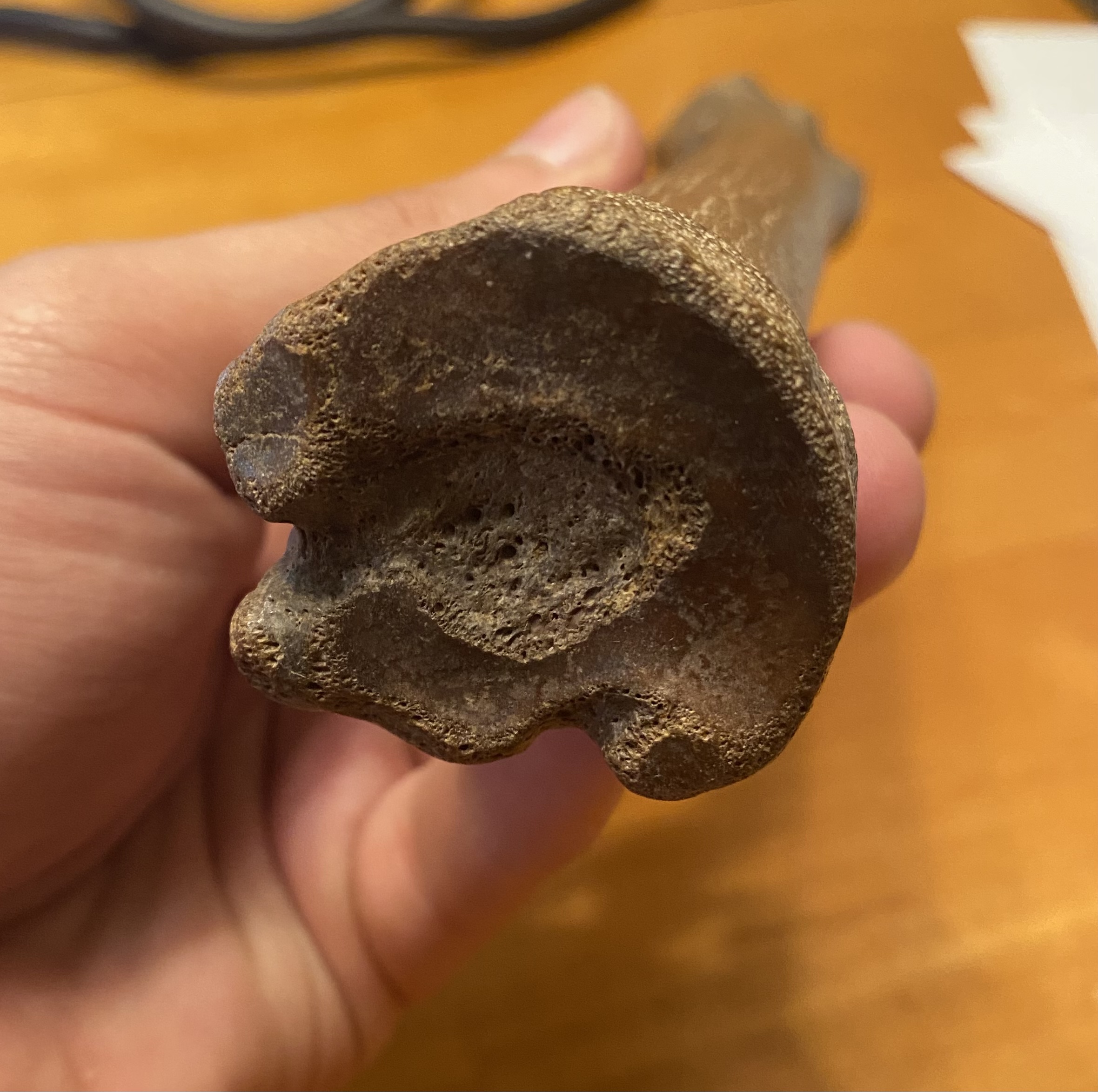Texas Fossils- Fossilized bone - Fossil ID - The Fossil Forum