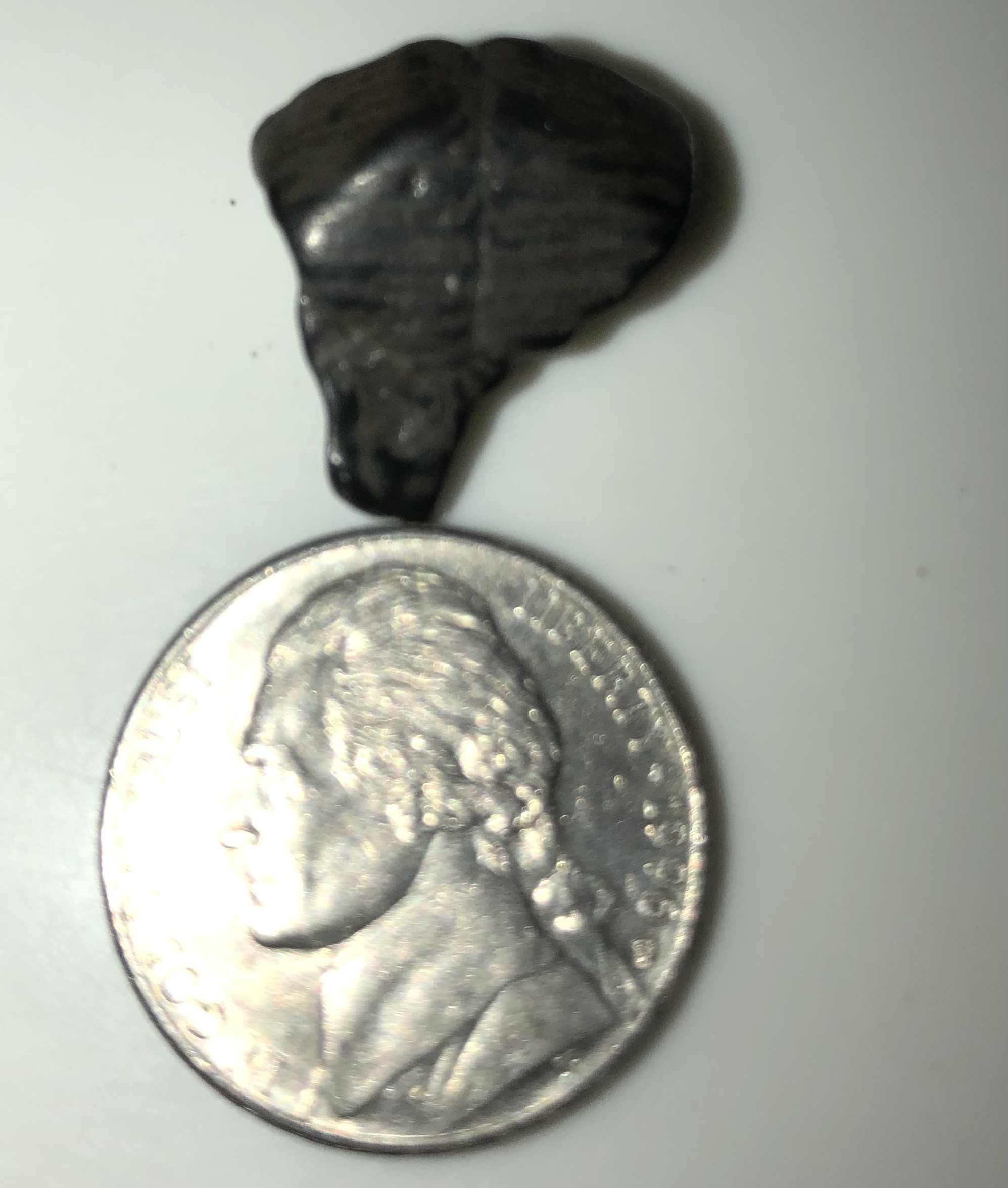 Peace River herbivore tooth? - Fossil ID - The Fossil Forum