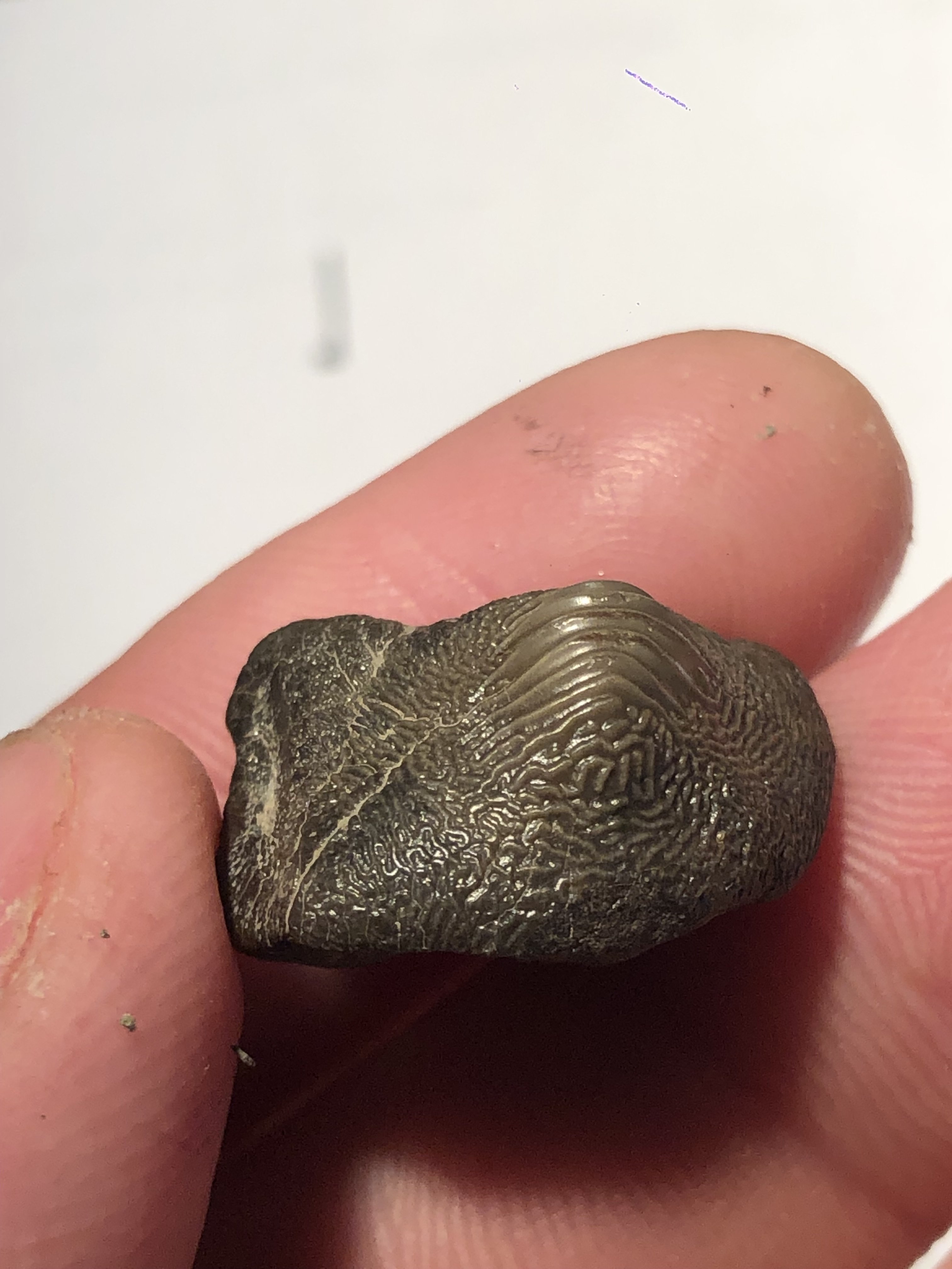 gorgeous ptychodus, but unsure of species - Fossil ID - The Fossil Forum