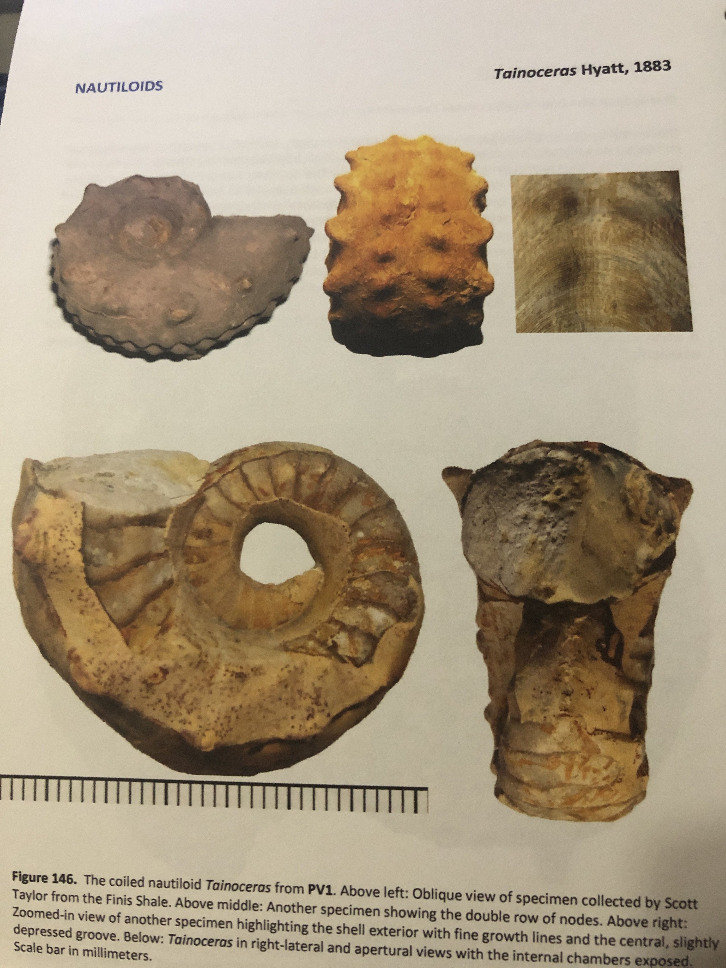 Color Guide To Pennsylvanian Fossils Of North Texas - General Fossil ...