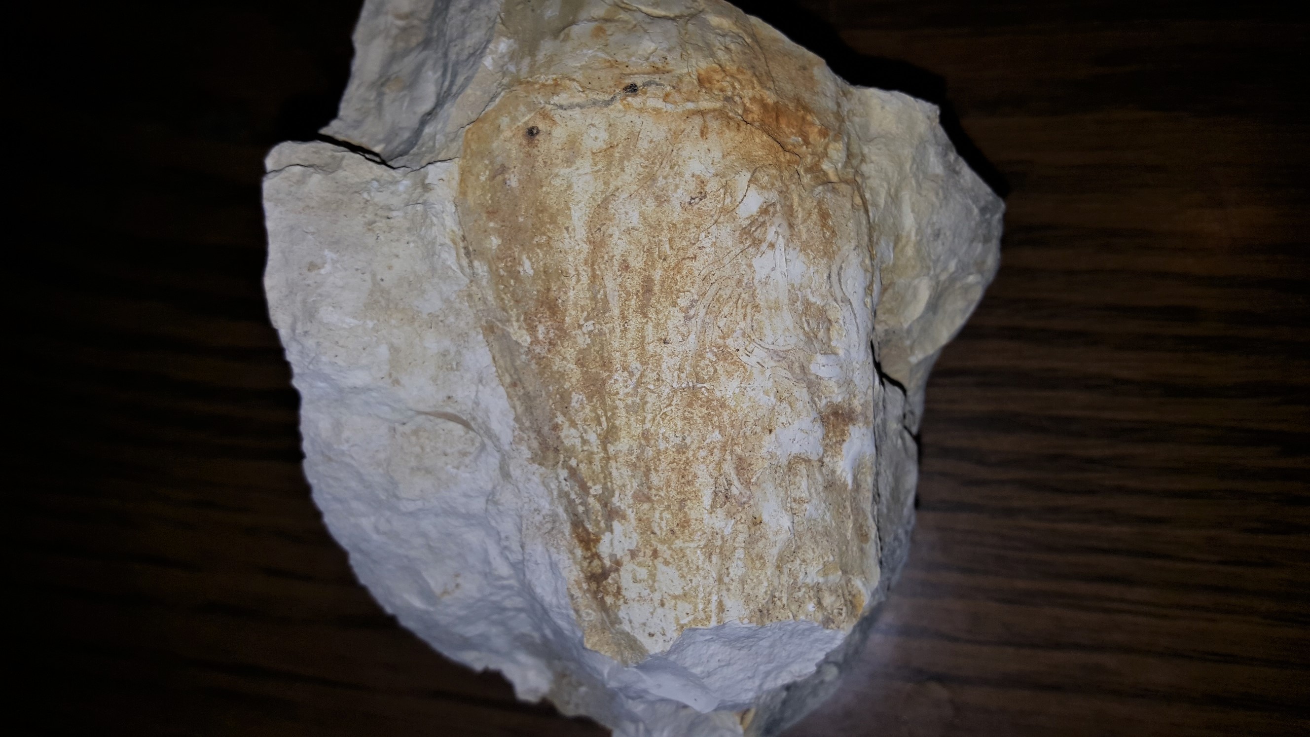 Pinna - Fossil ID - The Fossil Forum