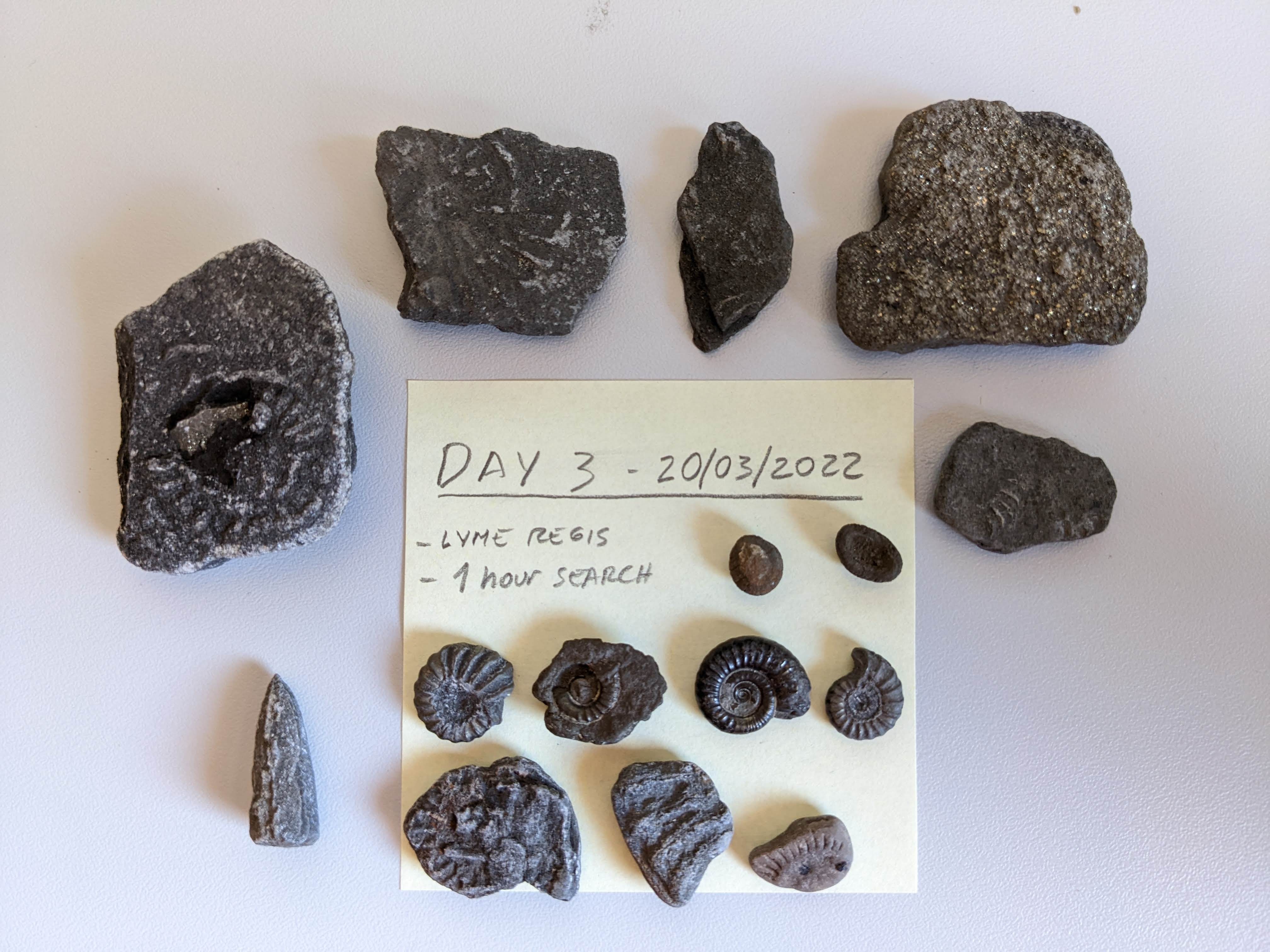 First trip to the Jurassic Coast - Fossil Hunting Trips - The Fossil Forum