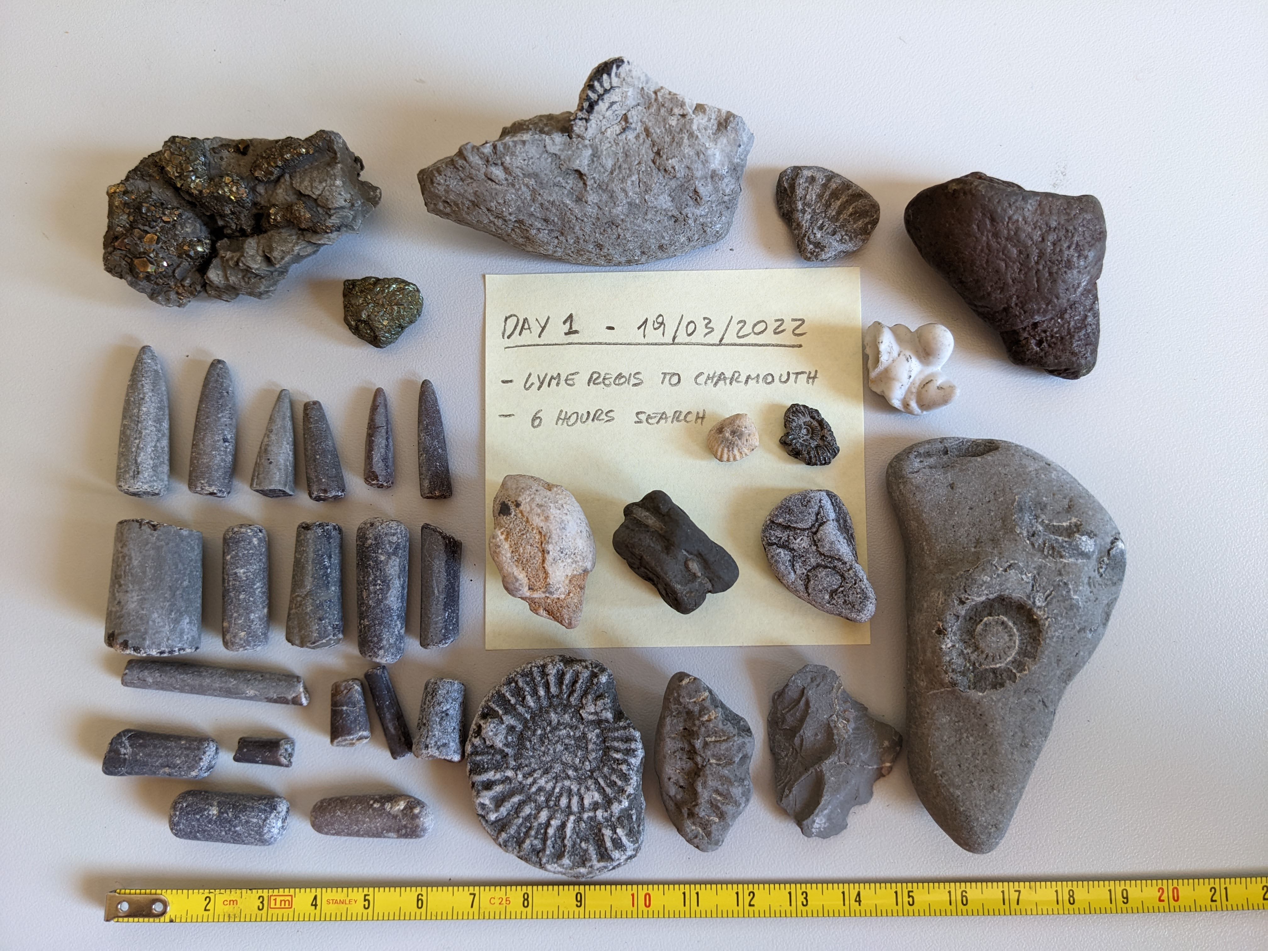 First trip to the Jurassic Coast - Fossil Hunting Trips - The Fossil Forum