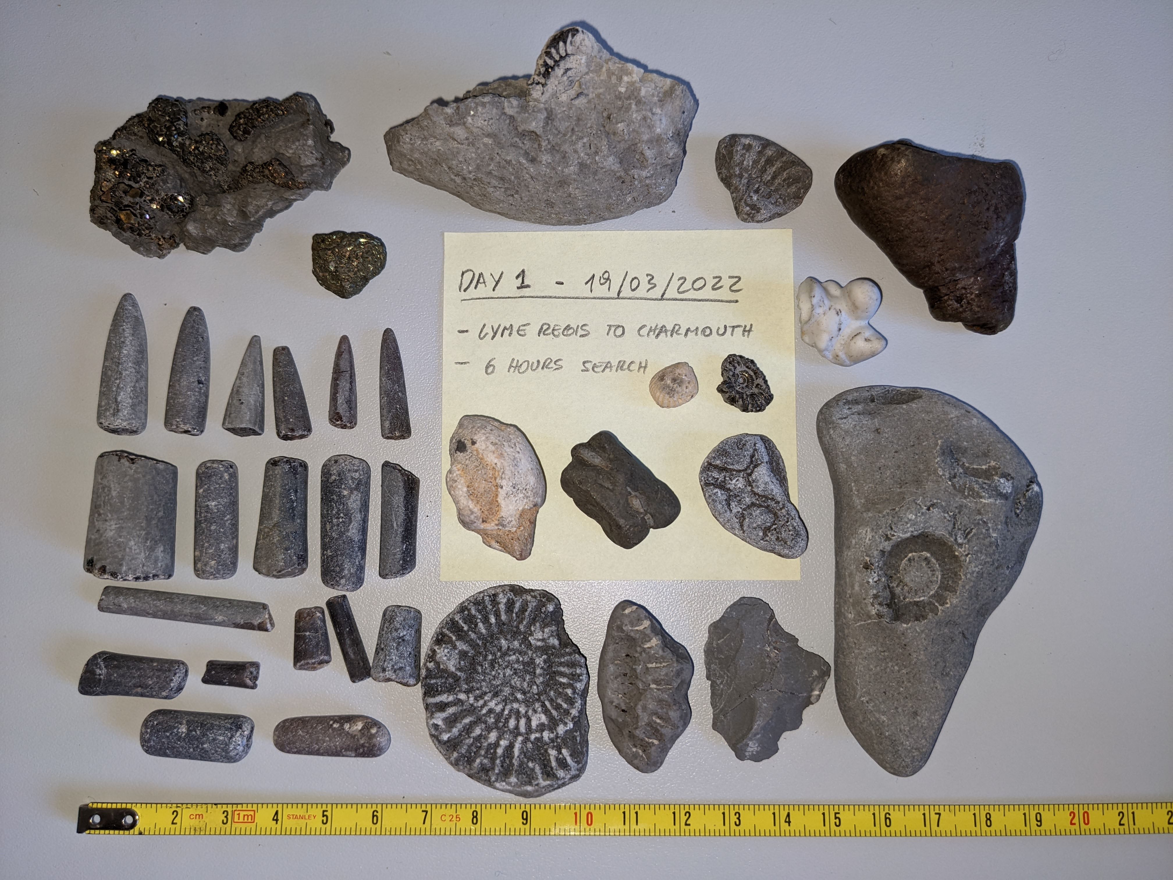 First trip to the Jurassic Coast - Fossil Hunting Trips - The Fossil Forum