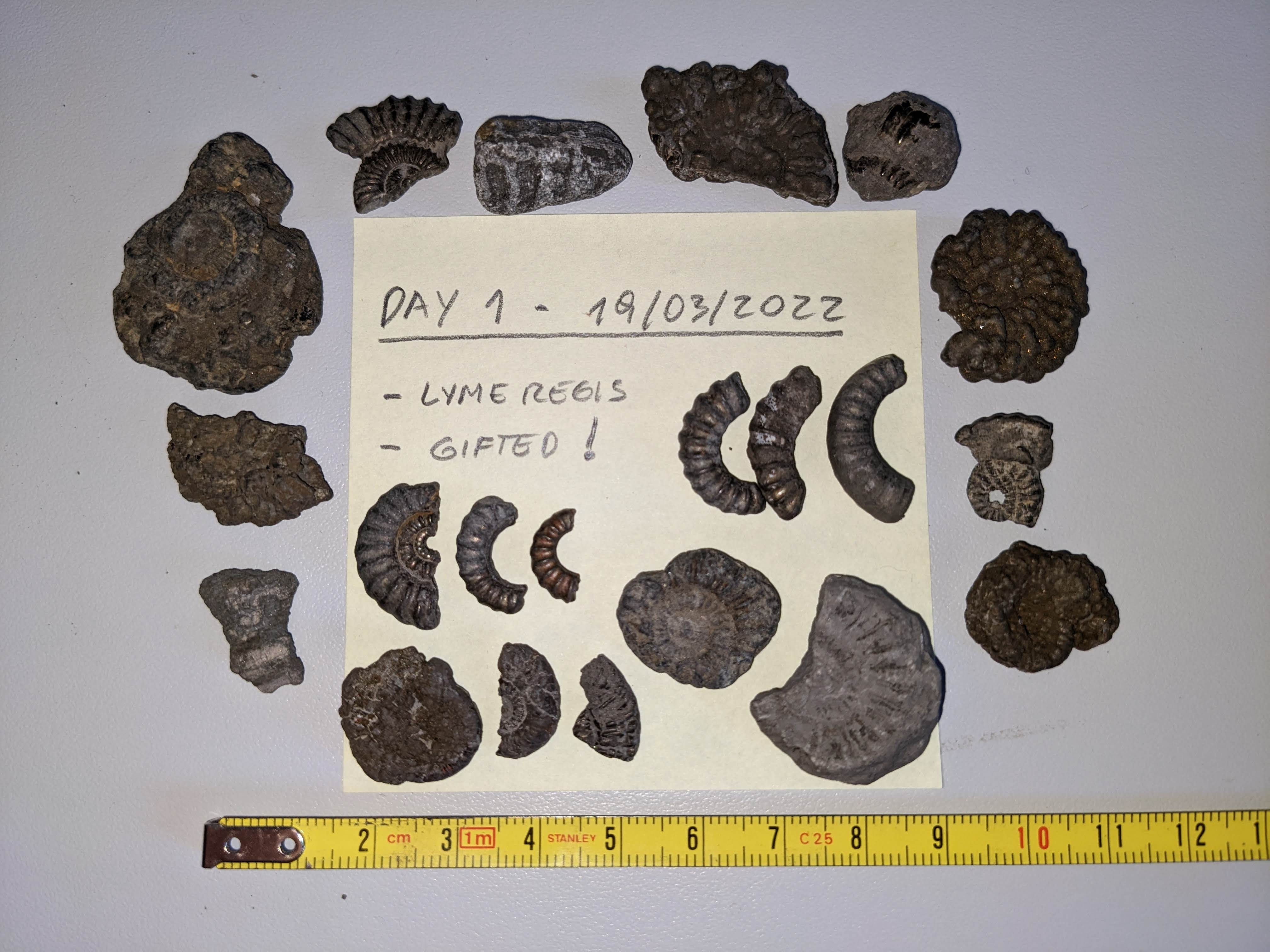First trip to the Jurassic Coast - Fossil Hunting Trips - The Fossil Forum