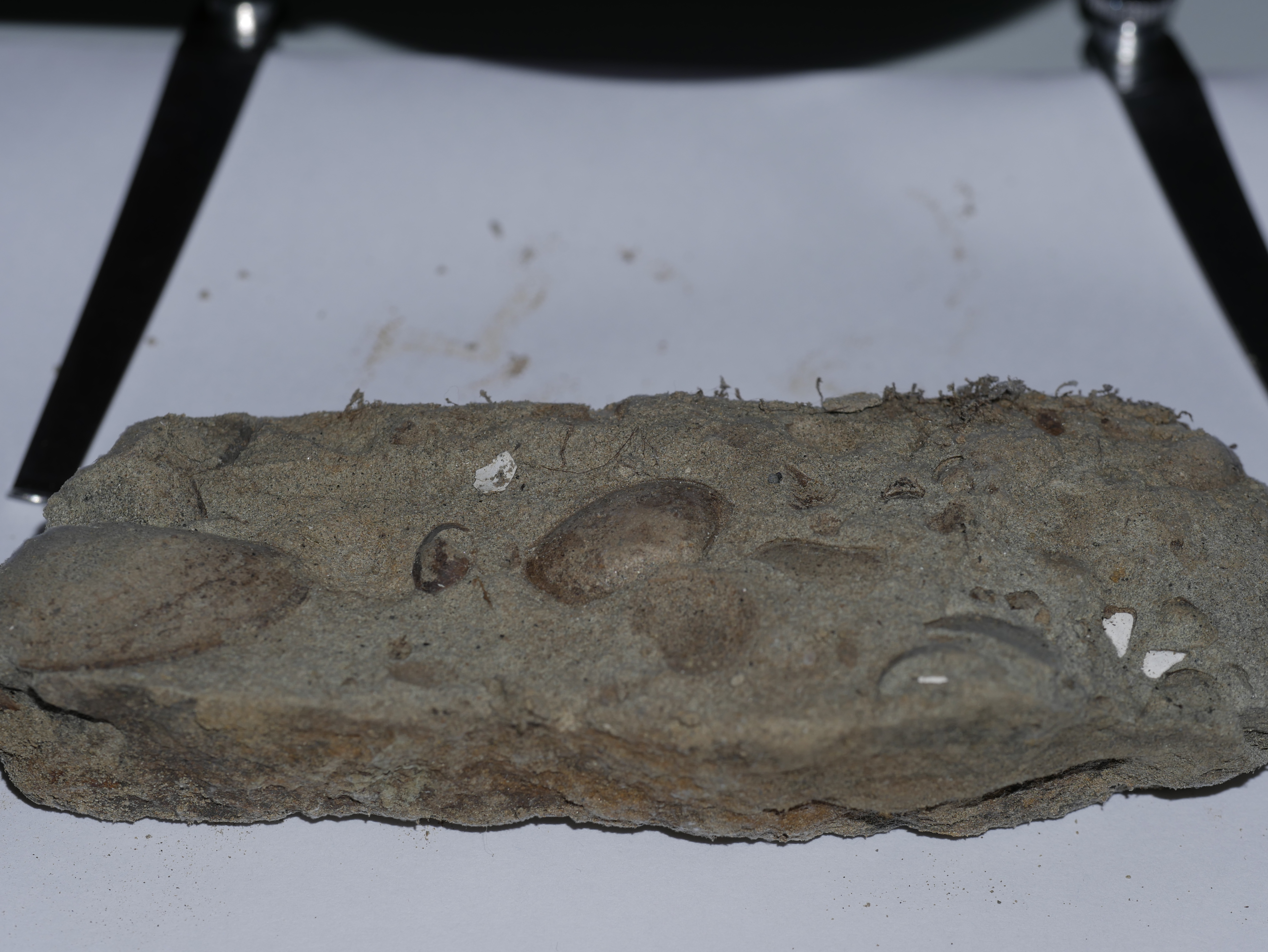 Would you leave this as is or remove the casts? - General Fossil ...