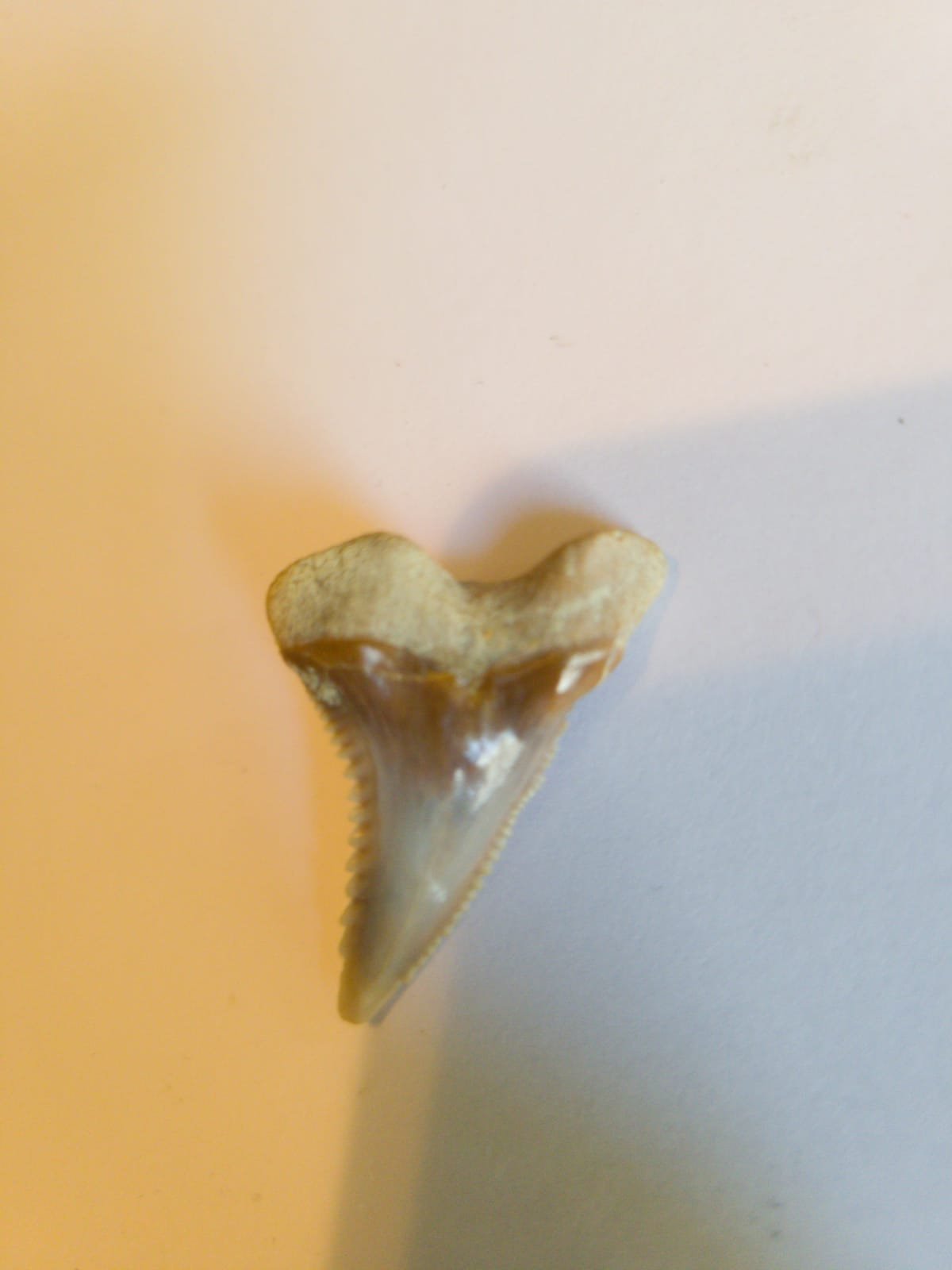 Rare shark tooth ? - Fossil ID - The Fossil Forum
