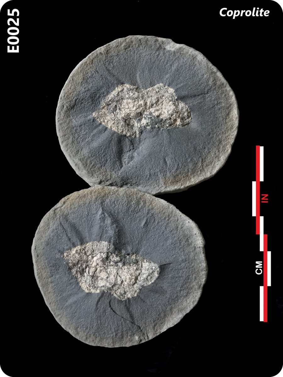 E0025 Coprolite - Member Collections - The Fossil Forum