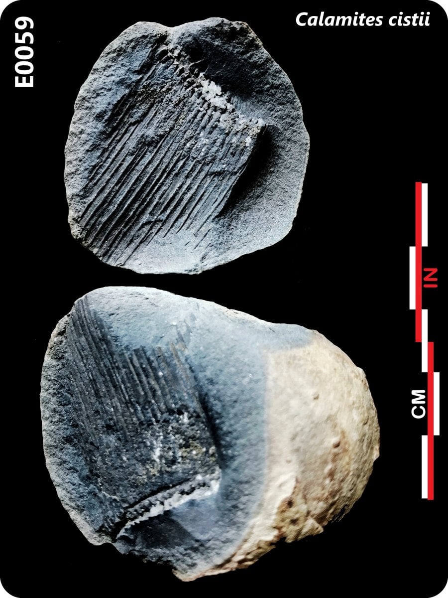 E0059 Calamites cistii - Member Collections - The Fossil Forum