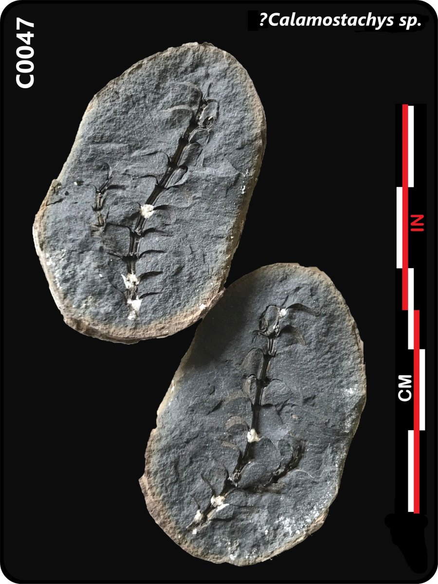 C0047 ?Calamostachys sp. - Member Collections - The Fossil Forum