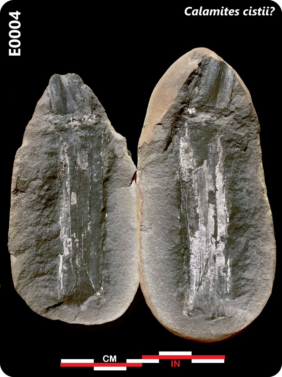 E0004 Calamites cistii? - Member Collections - The Fossil Forum