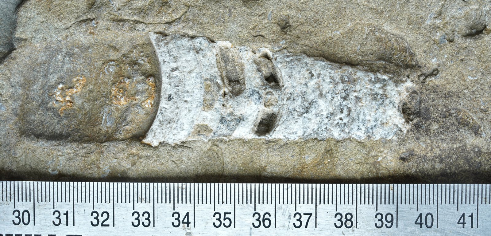 Orthoconic cephalopod -- T. crebriseptum? - Member Collections - The ...