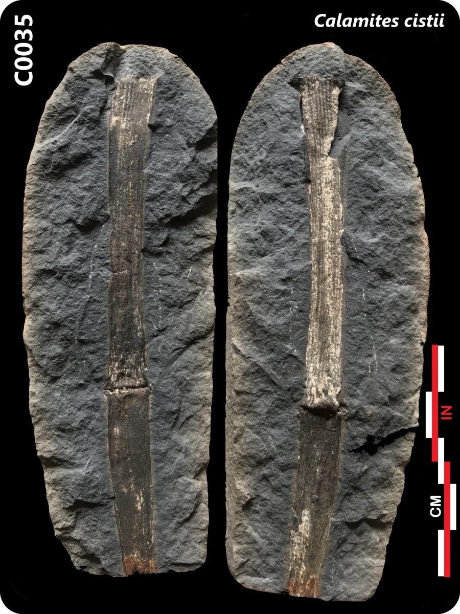 C0035 Calamites cistii - Member Collections - The Fossil Forum