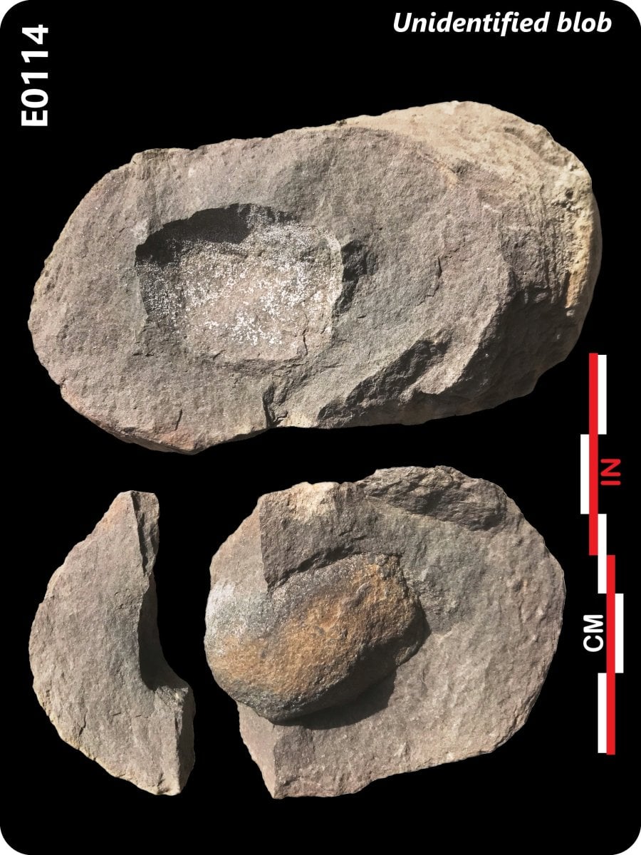 E0114 Unidentified blob - Member Collections - The Fossil Forum
