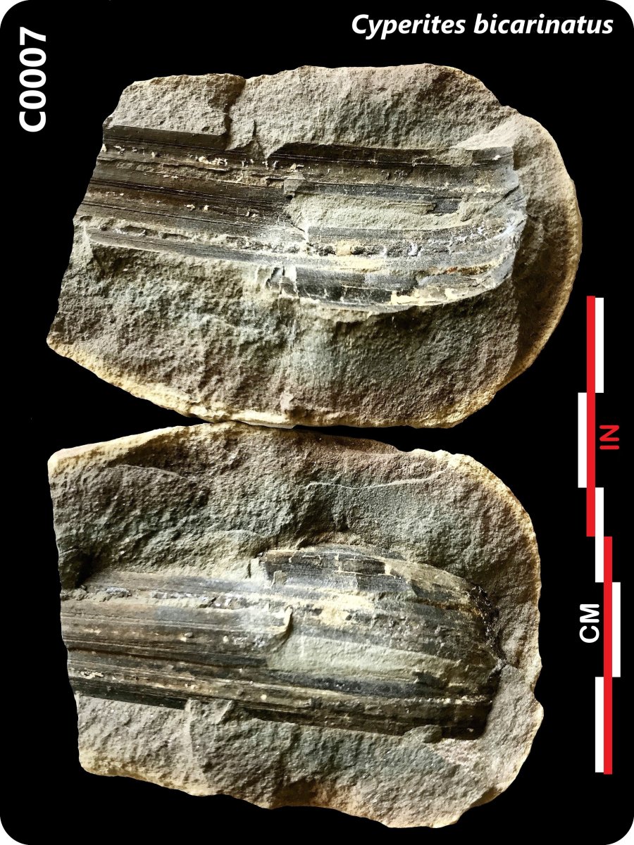 C0007 Cyperites bicarinatus - Member Collections - The Fossil Forum