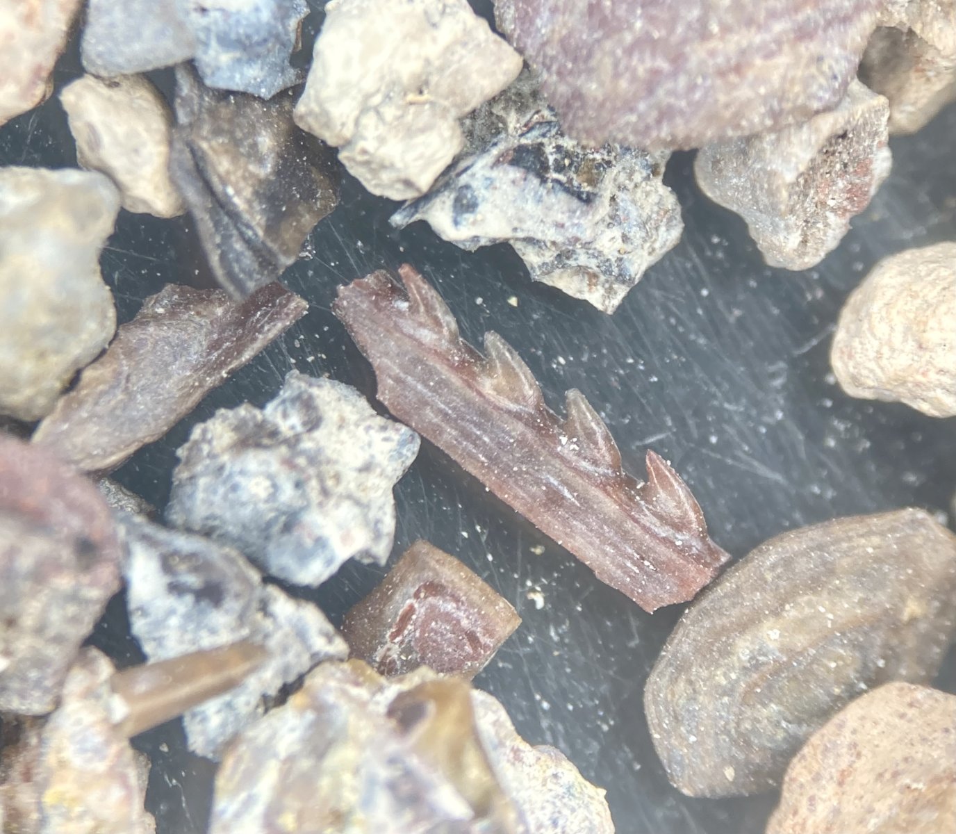 Shark spine - Permian - The Fossil Forum