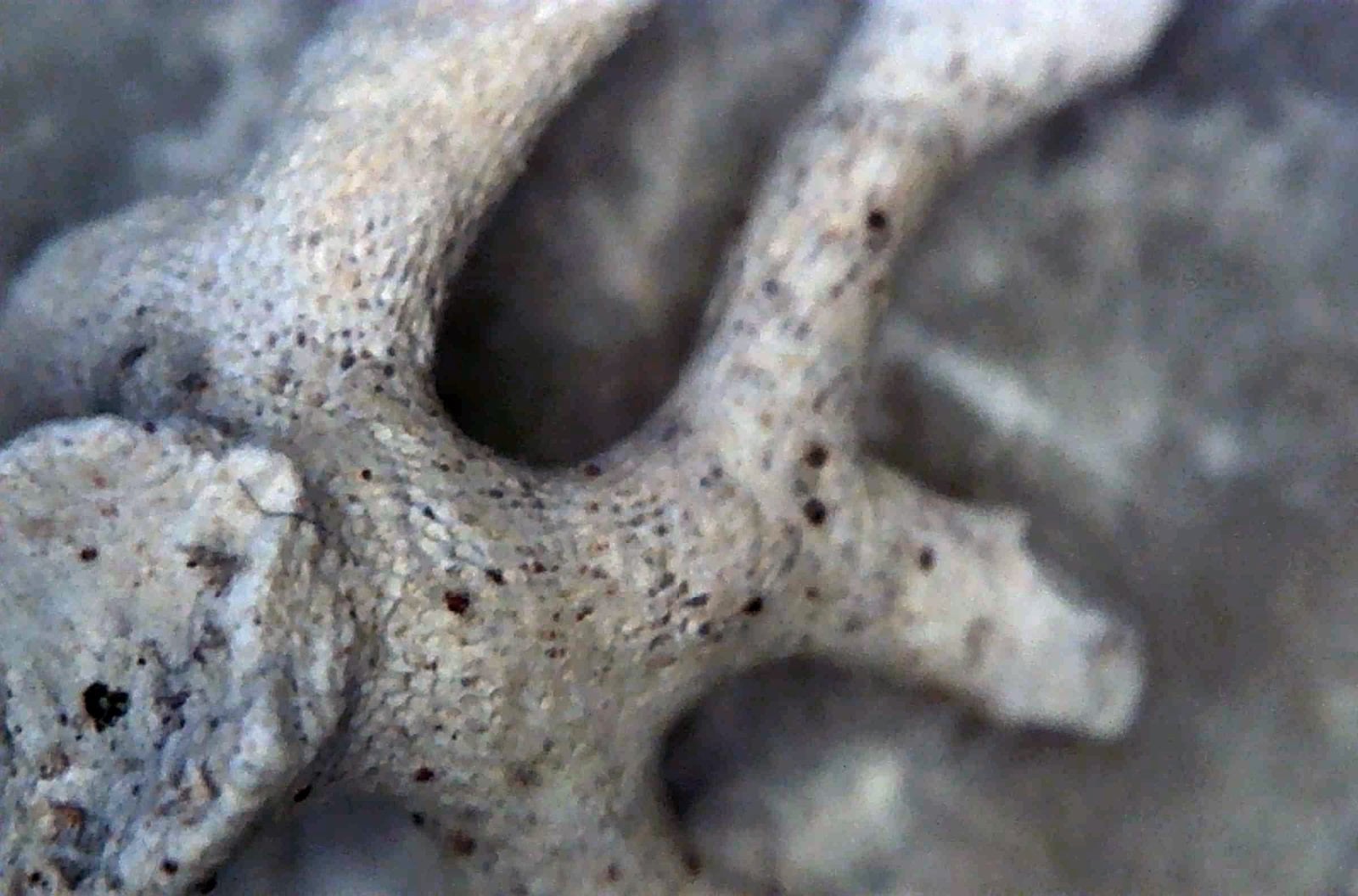 Cretaceous Bryozoan - Member Collections - The Fossil Forum