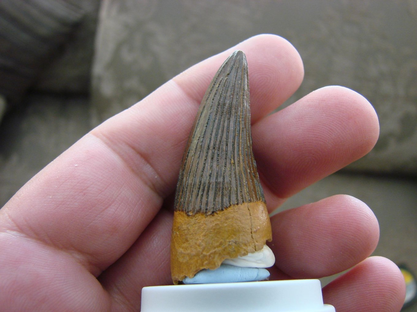 Is this liopleurodon tooth? Found in Volga region moscow please tell ...