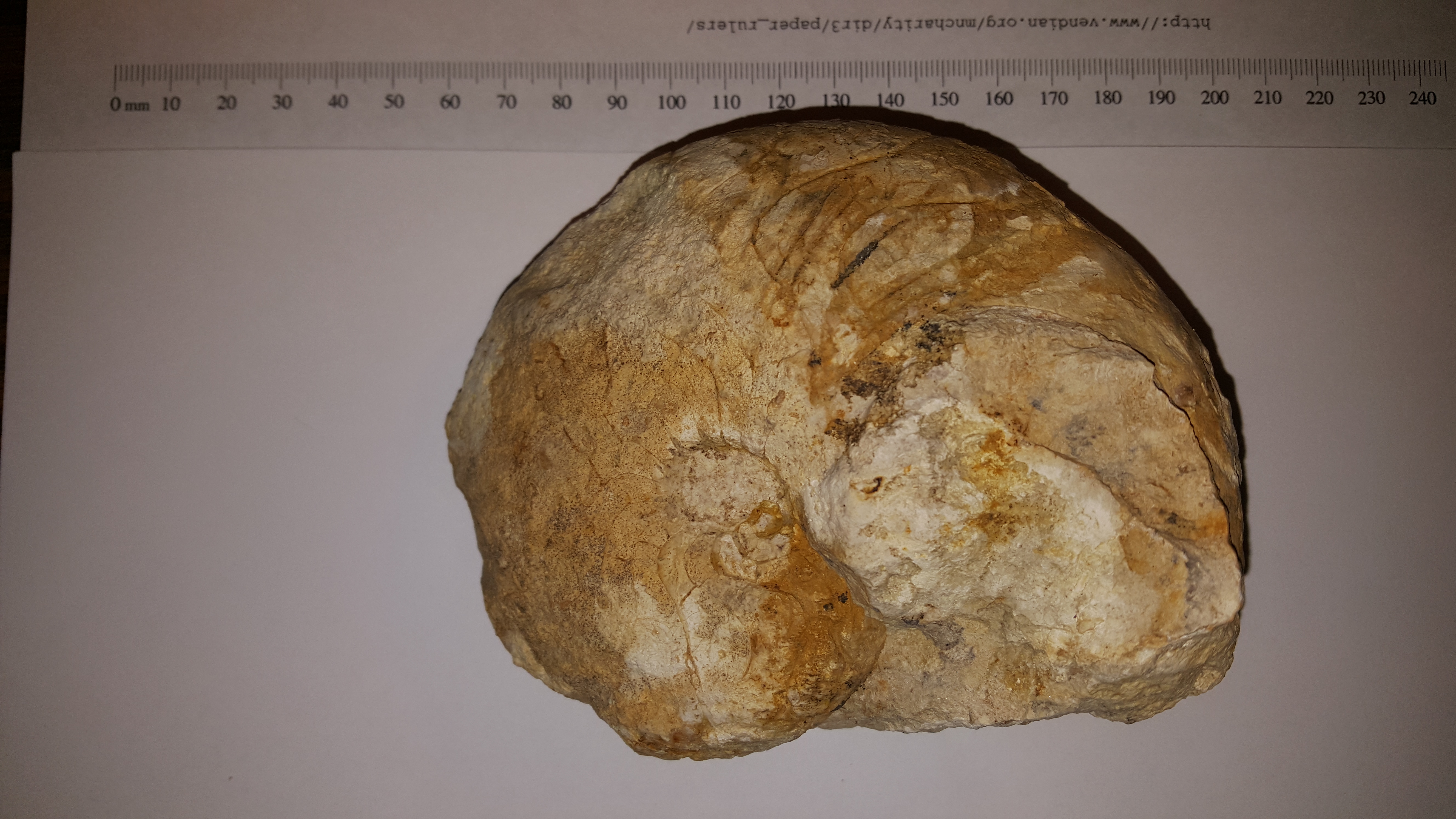 Central Texas Nautiloid - Fossil ID - The Fossil Forum