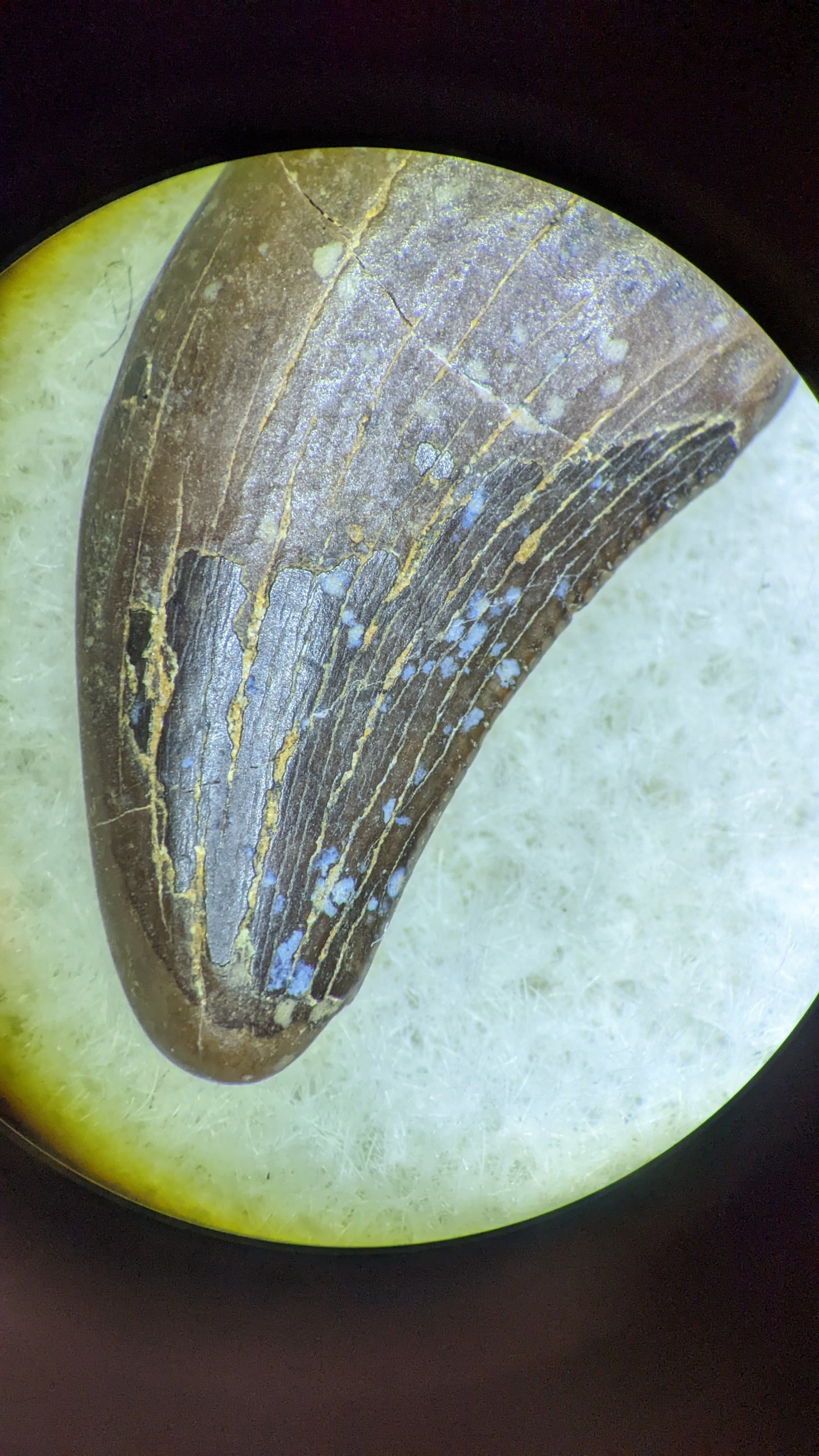 Close Ups of an Enigmatic Theropod Tooth - Fossil ID - The Fossil Forum