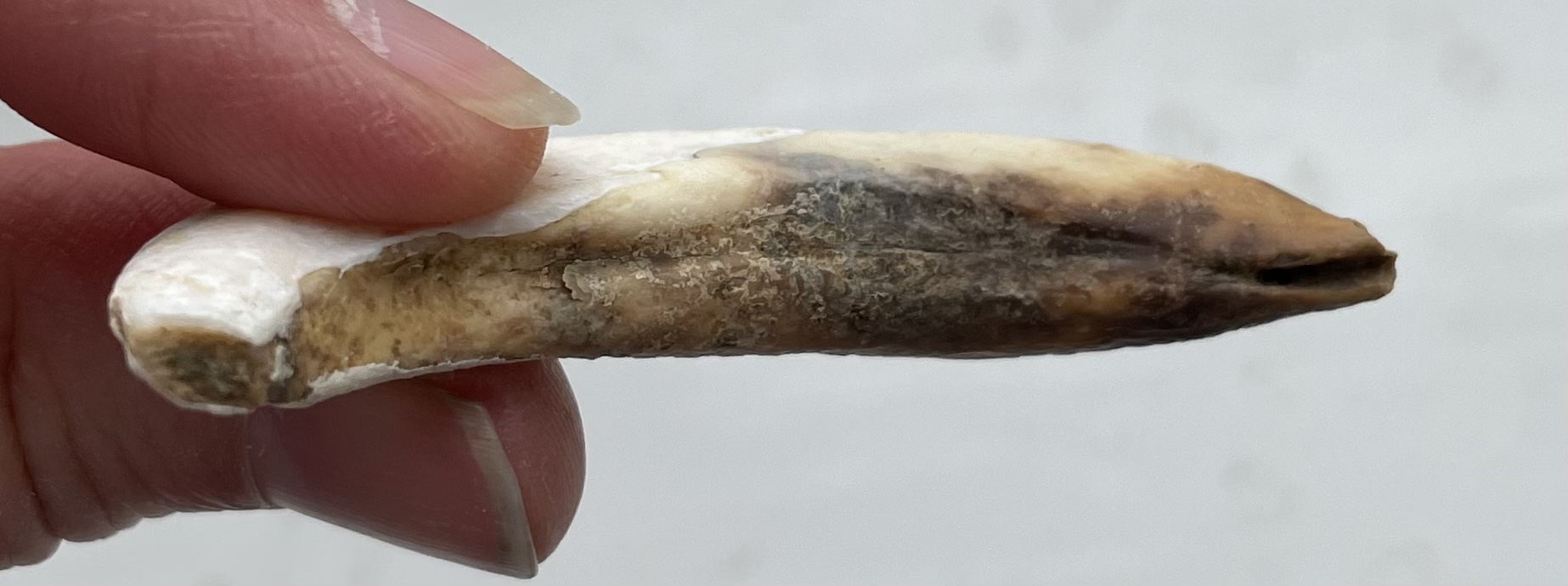 Tusk or tooth, fossil or not? - Fossil ID - The Fossil Forum