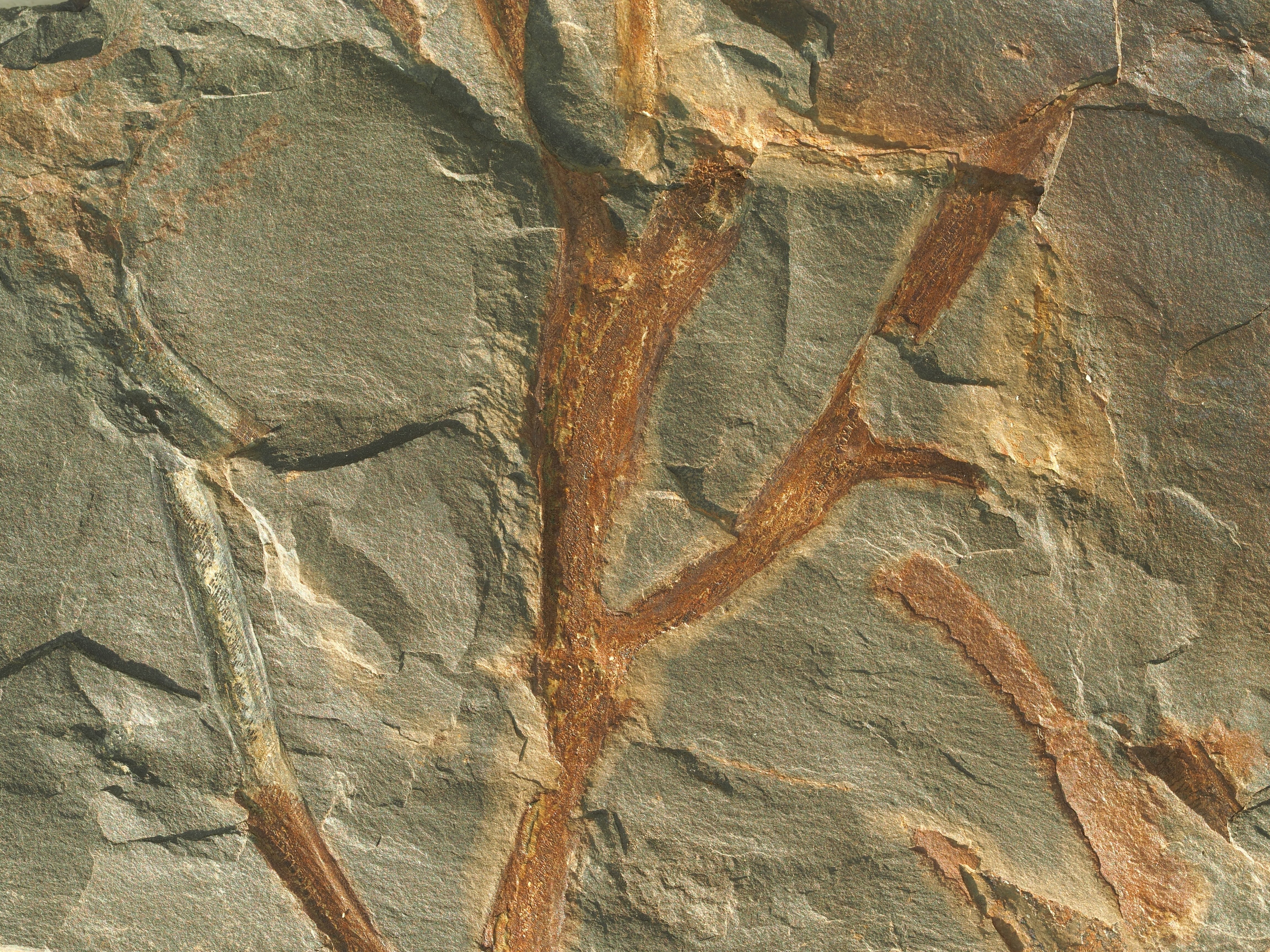 Gosslingia sp. - Plants - The Fossil Forum