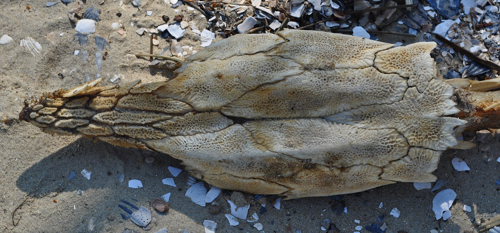Fish Skull Cap/Plate? - Fossil ID - The Fossil Forum