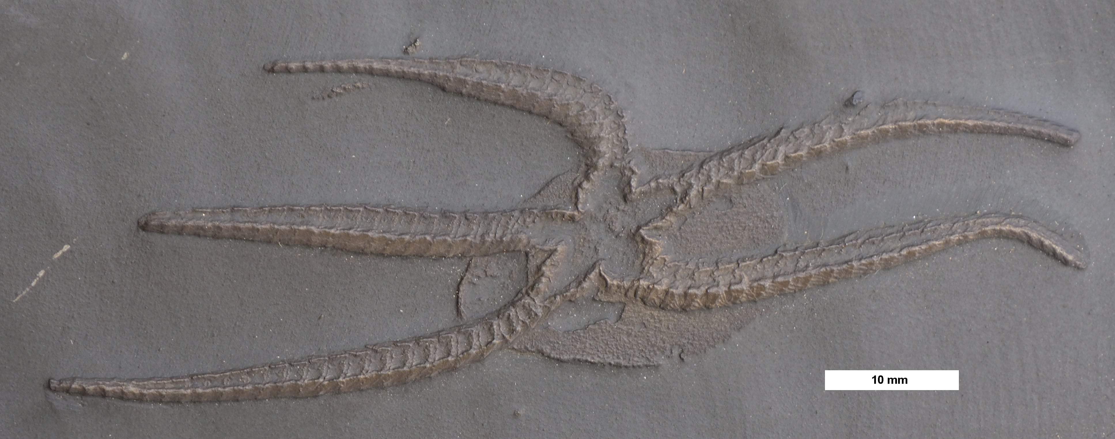 Furcaster palaeozoicus Stürtz 1886 - Starfish and Brittlestars - The ...