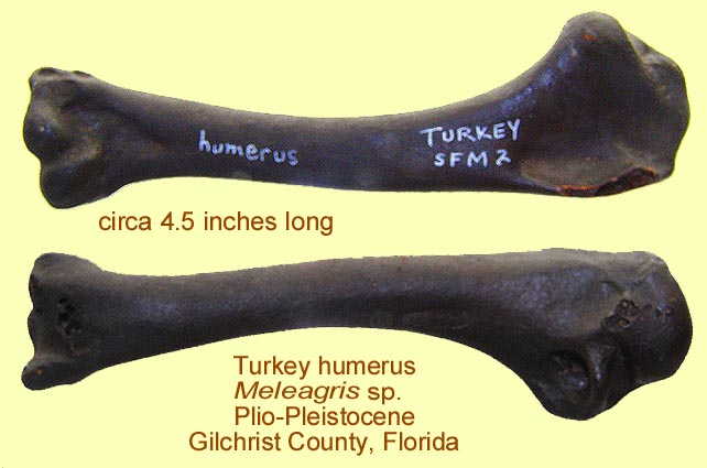 Humerus - Fossil ID - The Fossil Forum