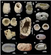 Petrified finger? - Fossil ID - The Fossil Forum