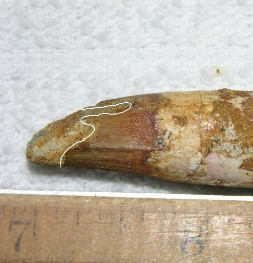 Another rooted spino tooth - Is It Real? How to Recognize Fossil ...