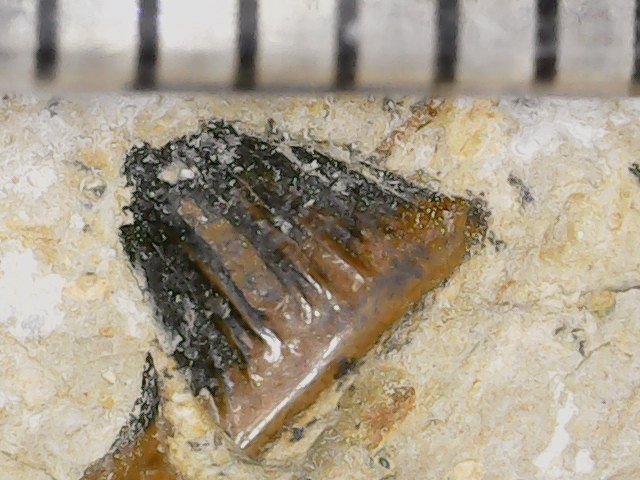 Oolitic limestone, fragile fossil - Fossil Preparation - The Fossil Forum