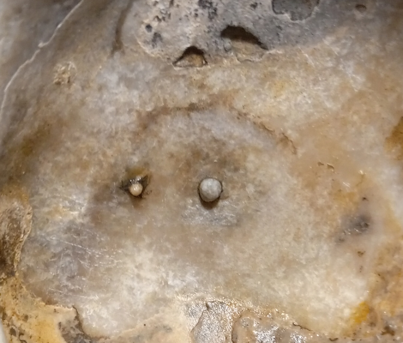 Possibe blister pearl from NJ Cretaceous - Fossil ID - The Fossil Forum