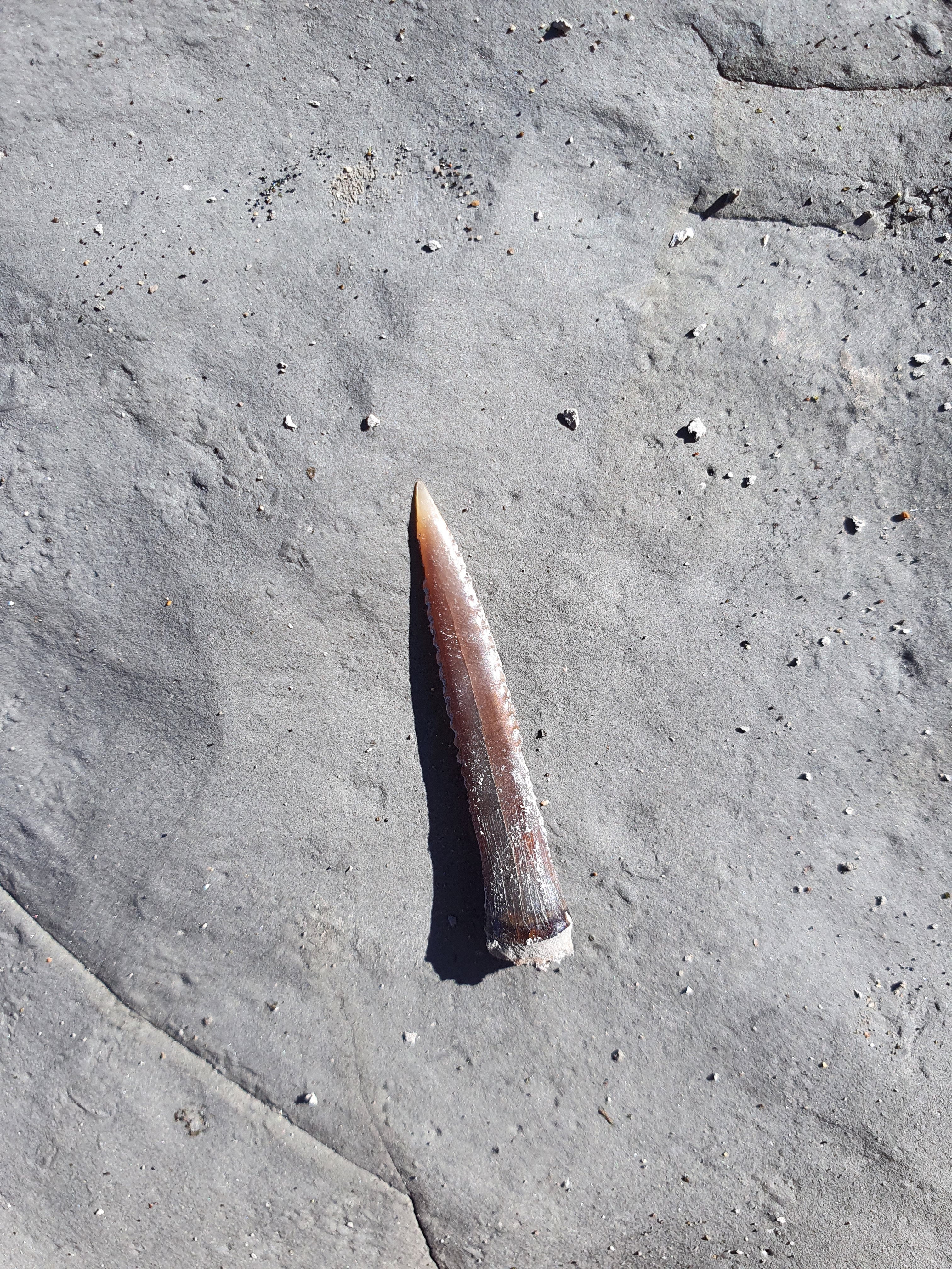 Fossil tooth from north Island, taranaki, New Zealand - Fossil ID - The ...