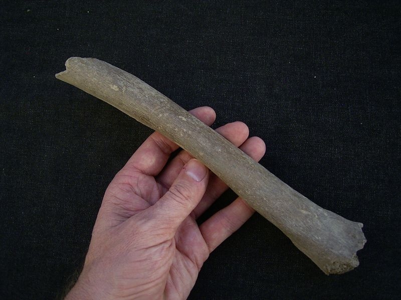 Cro Magnon bone? - Is It Real? How to Recognize Fossil Fabrications ...