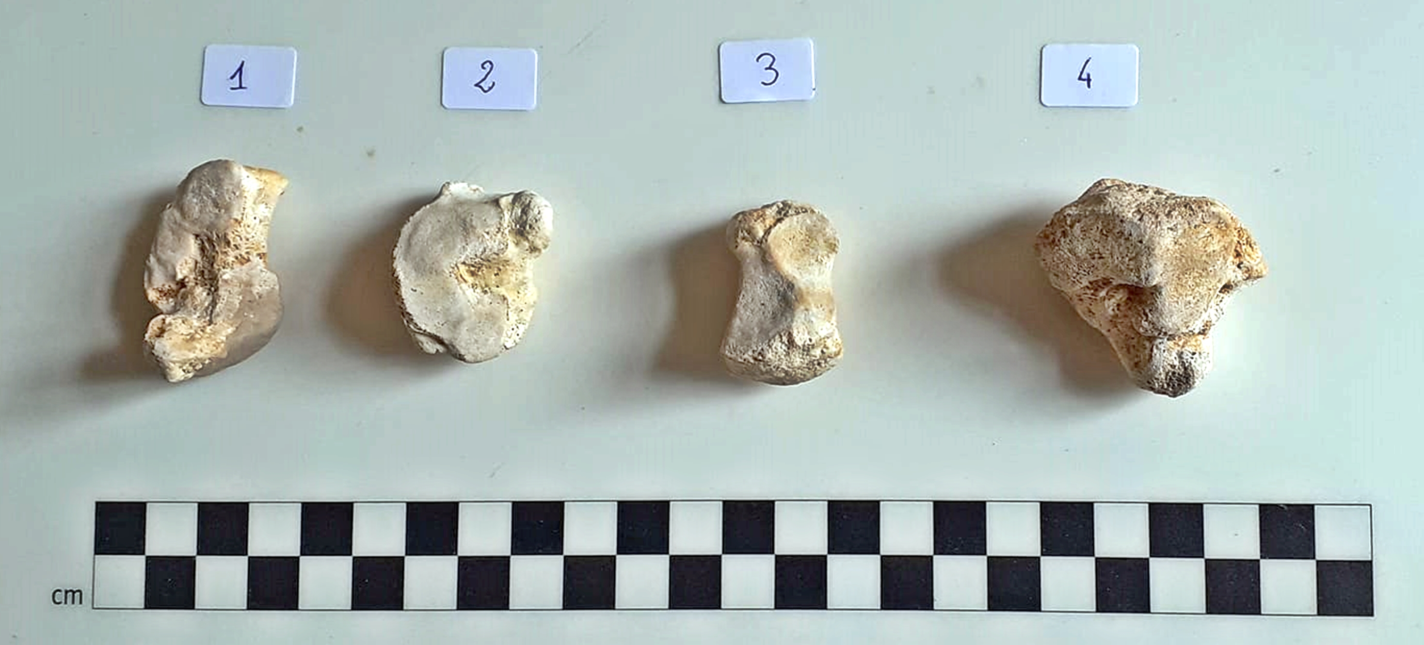 bartonian protocetid whales bones - Fossil ID - The Fossil Forum