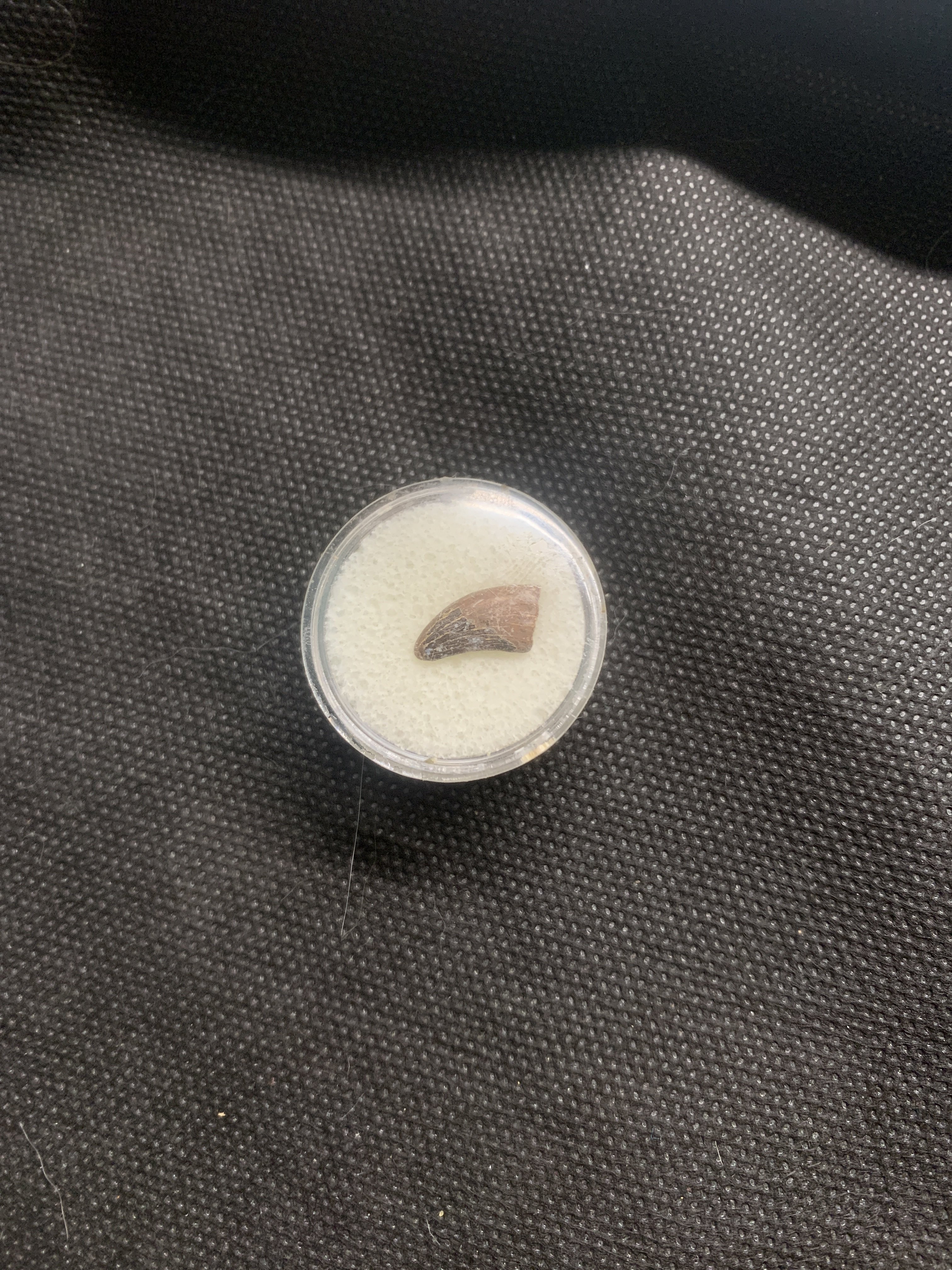 Close Ups of an Enigmatic Theropod Tooth - Fossil ID - The Fossil Forum