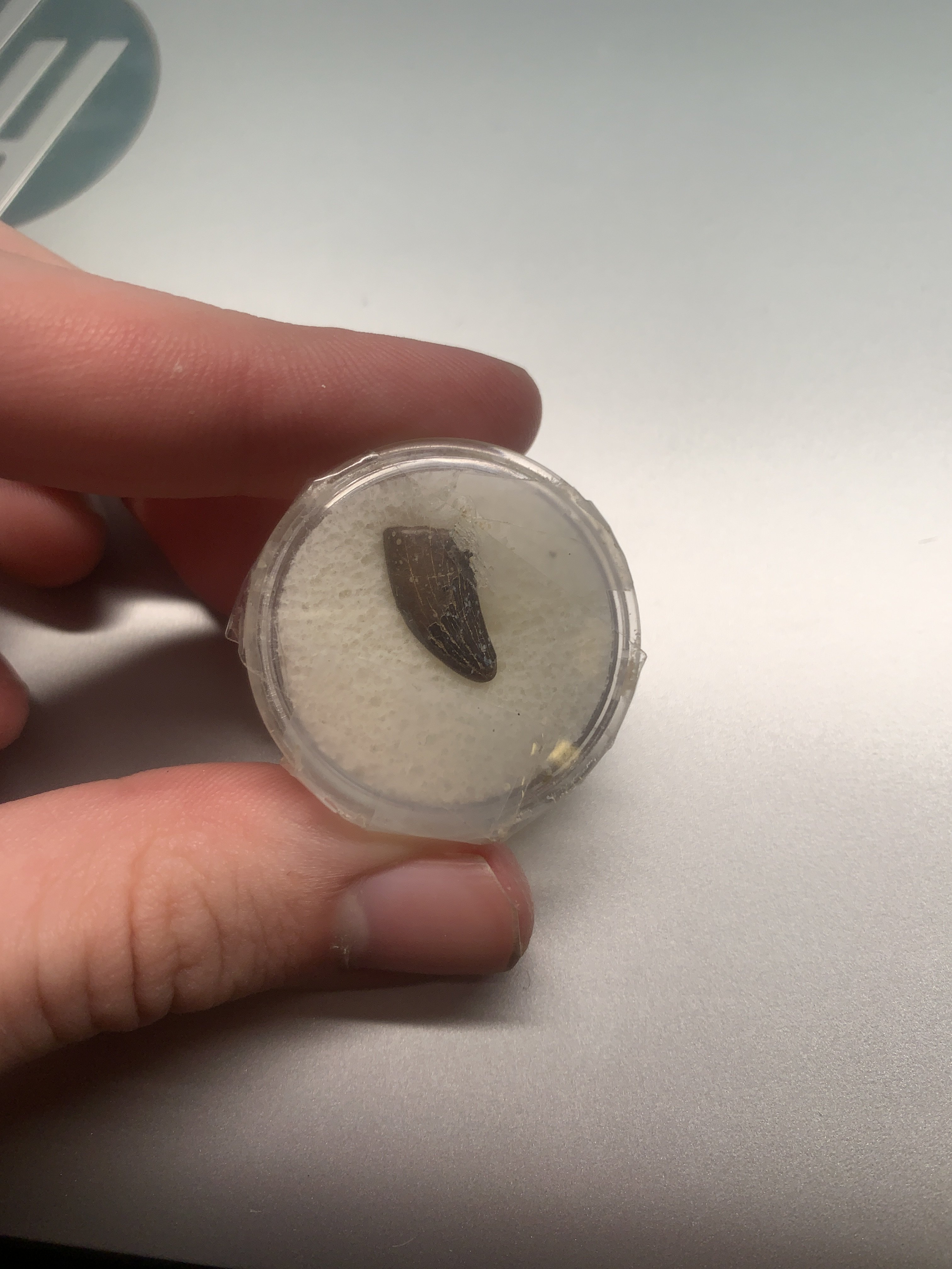 Close Ups of an Enigmatic Theropod Tooth - Fossil ID - The Fossil Forum