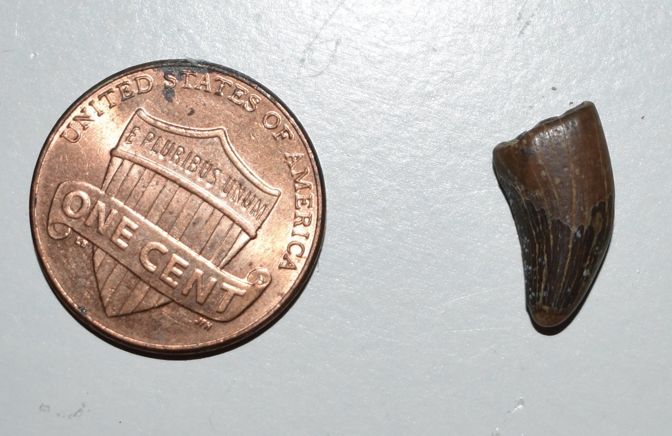 Close Ups of an Enigmatic Theropod Tooth - Fossil ID - The Fossil Forum