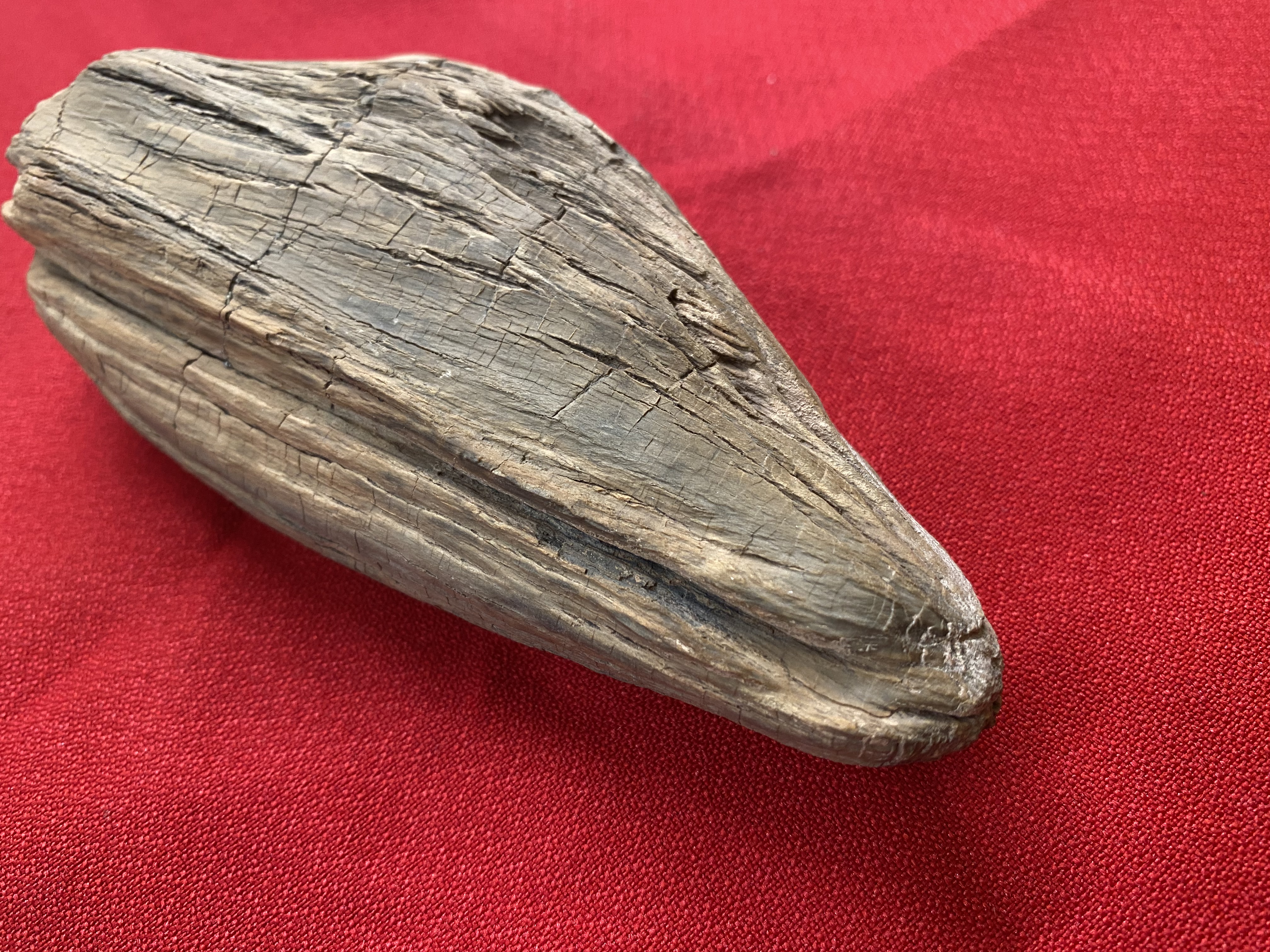 Seed pod? - Fossil ID - The Fossil Forum