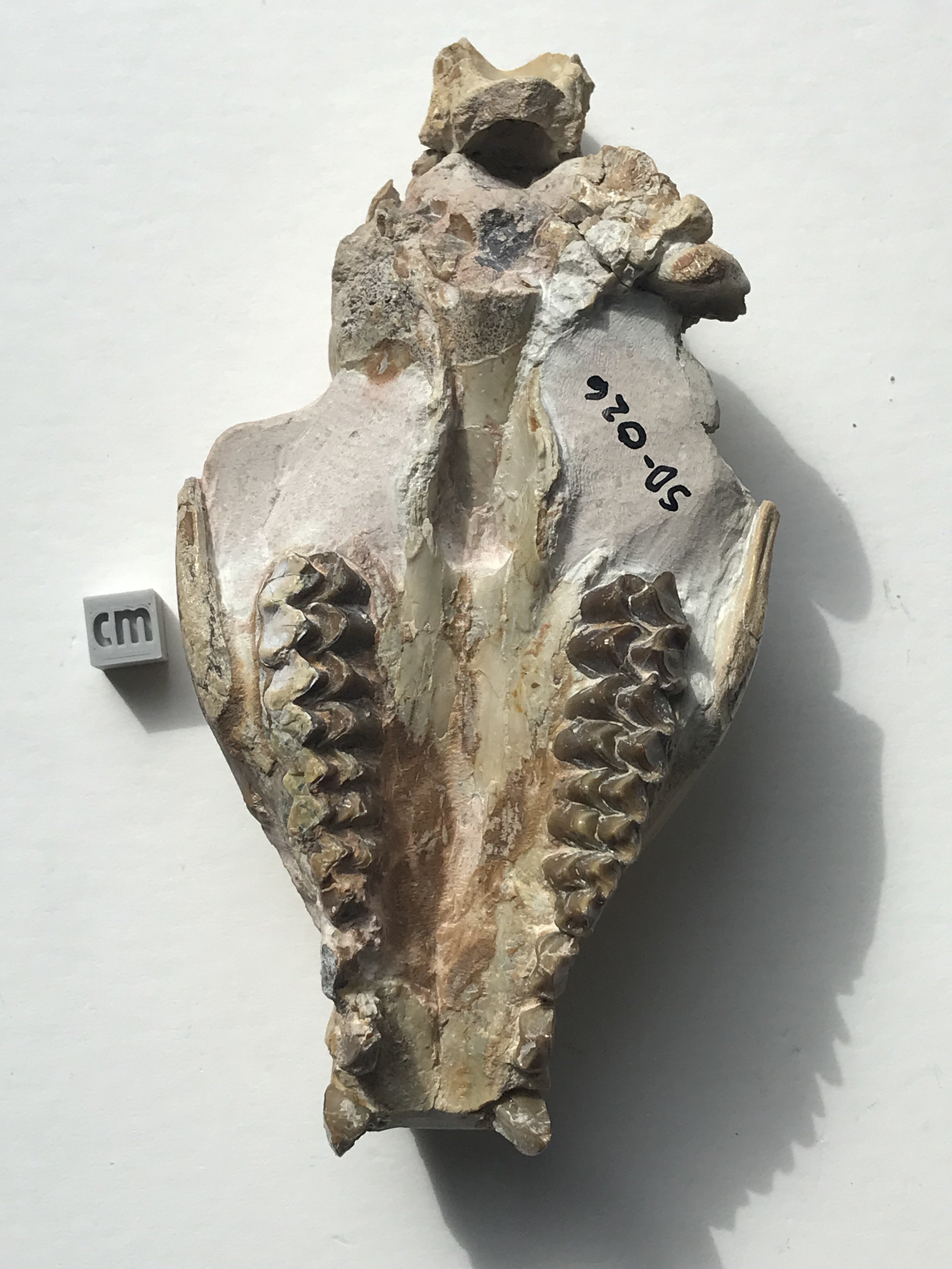 Show us your oligocene/white river fossils - General Fossil Discussion ...