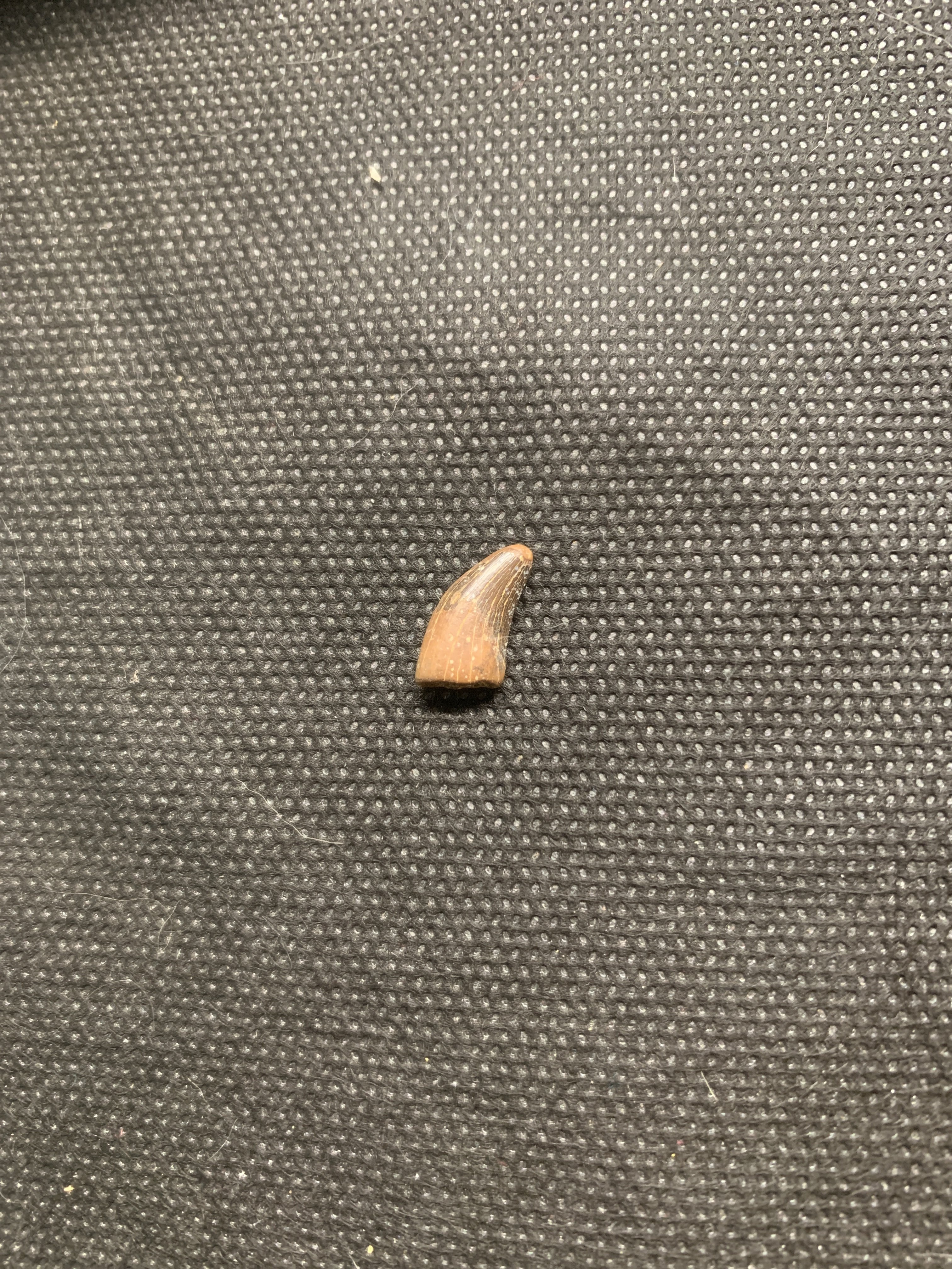 Close Ups of an Enigmatic Theropod Tooth - Fossil ID - The Fossil Forum