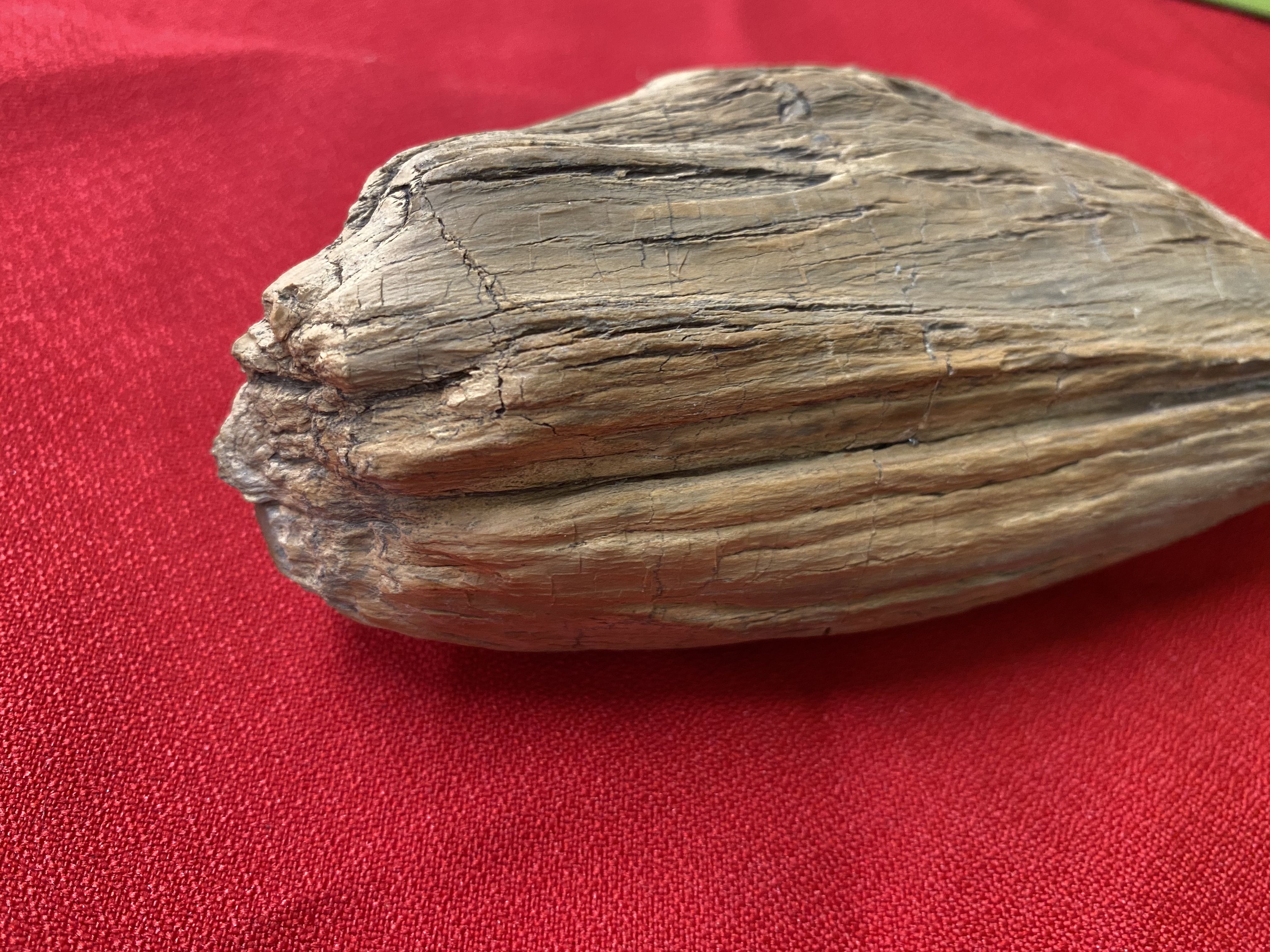 Seed pod? - Fossil ID - The Fossil Forum