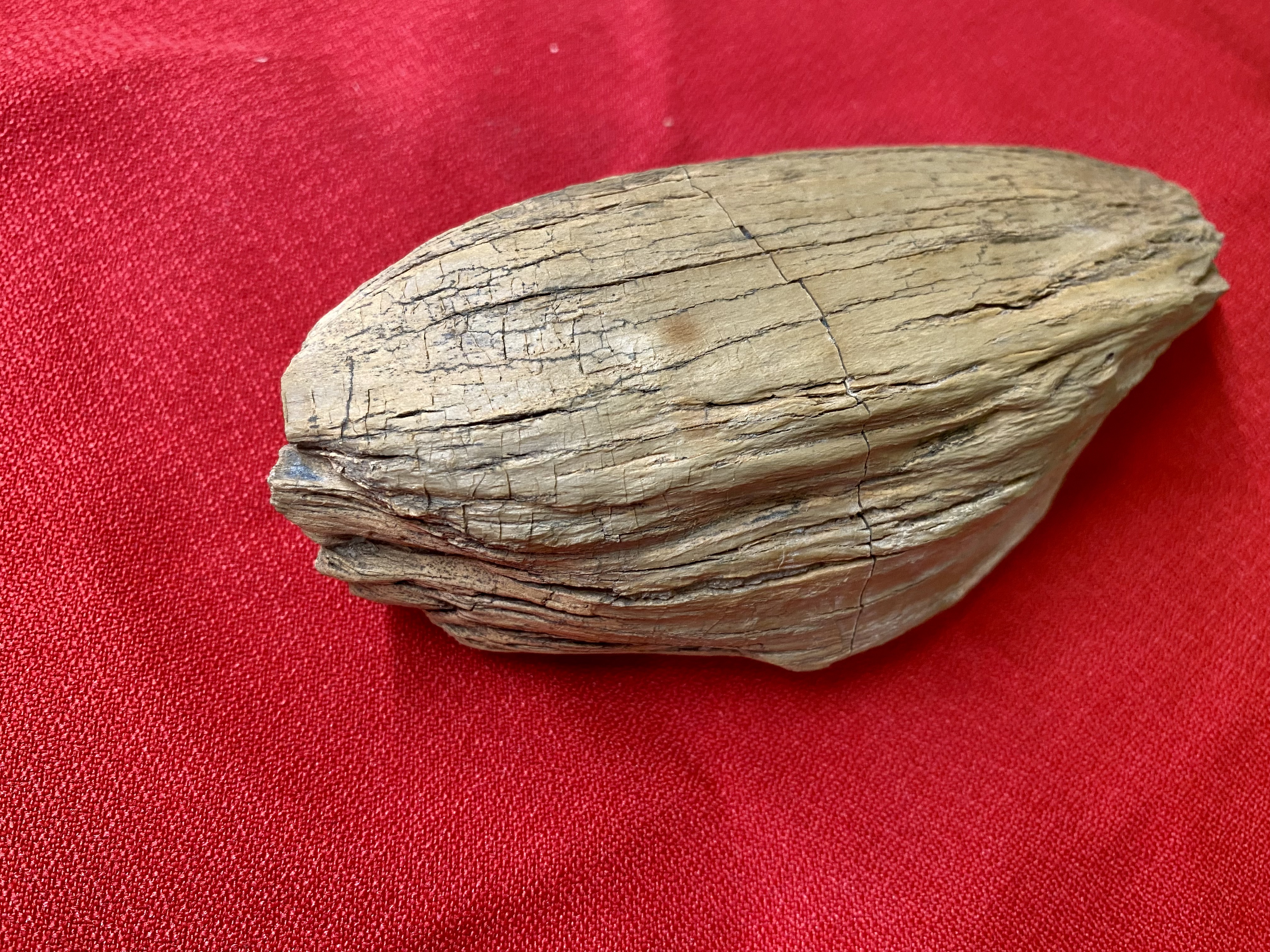 Seed pod? - Fossil ID - The Fossil Forum