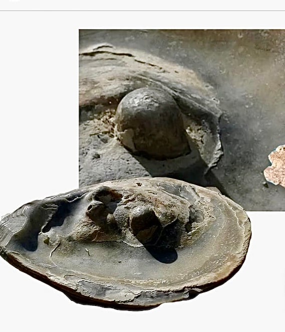 Possibe blister pearl from NJ Cretaceous - Fossil ID - The Fossil Forum