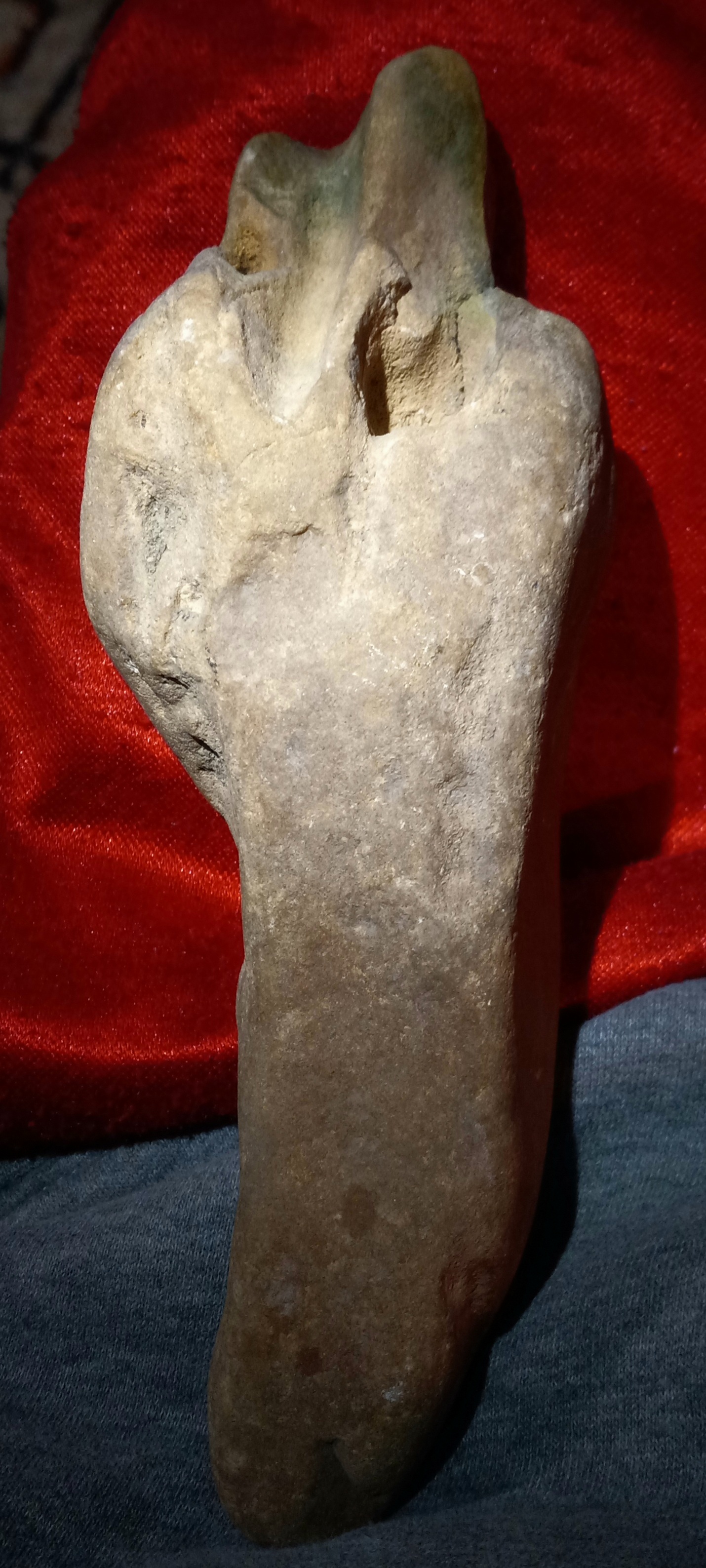 Archeocete Tooth ? - Fossil ID - The Fossil Forum