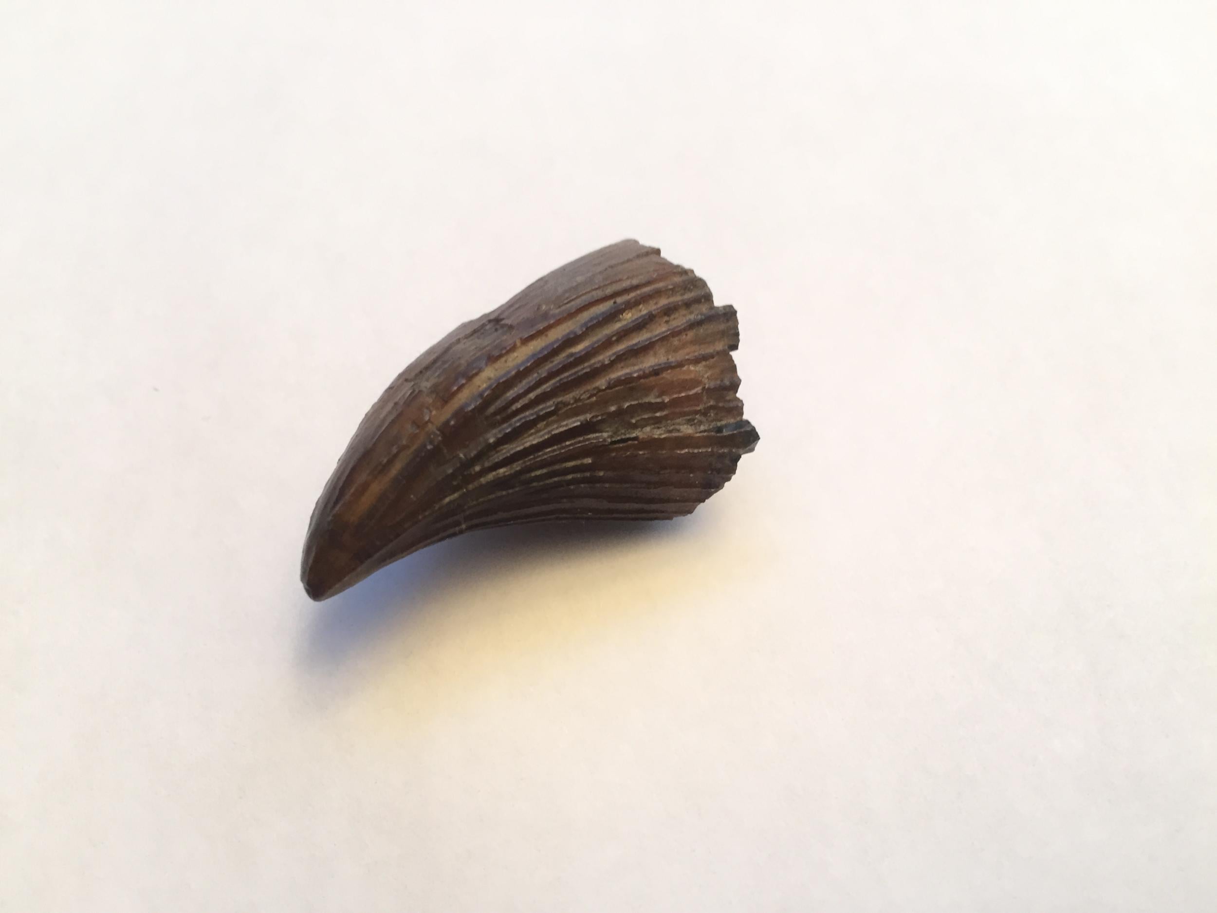 Looking for photos of jurassic Plesiosaur teeth - Questions & Answers ...