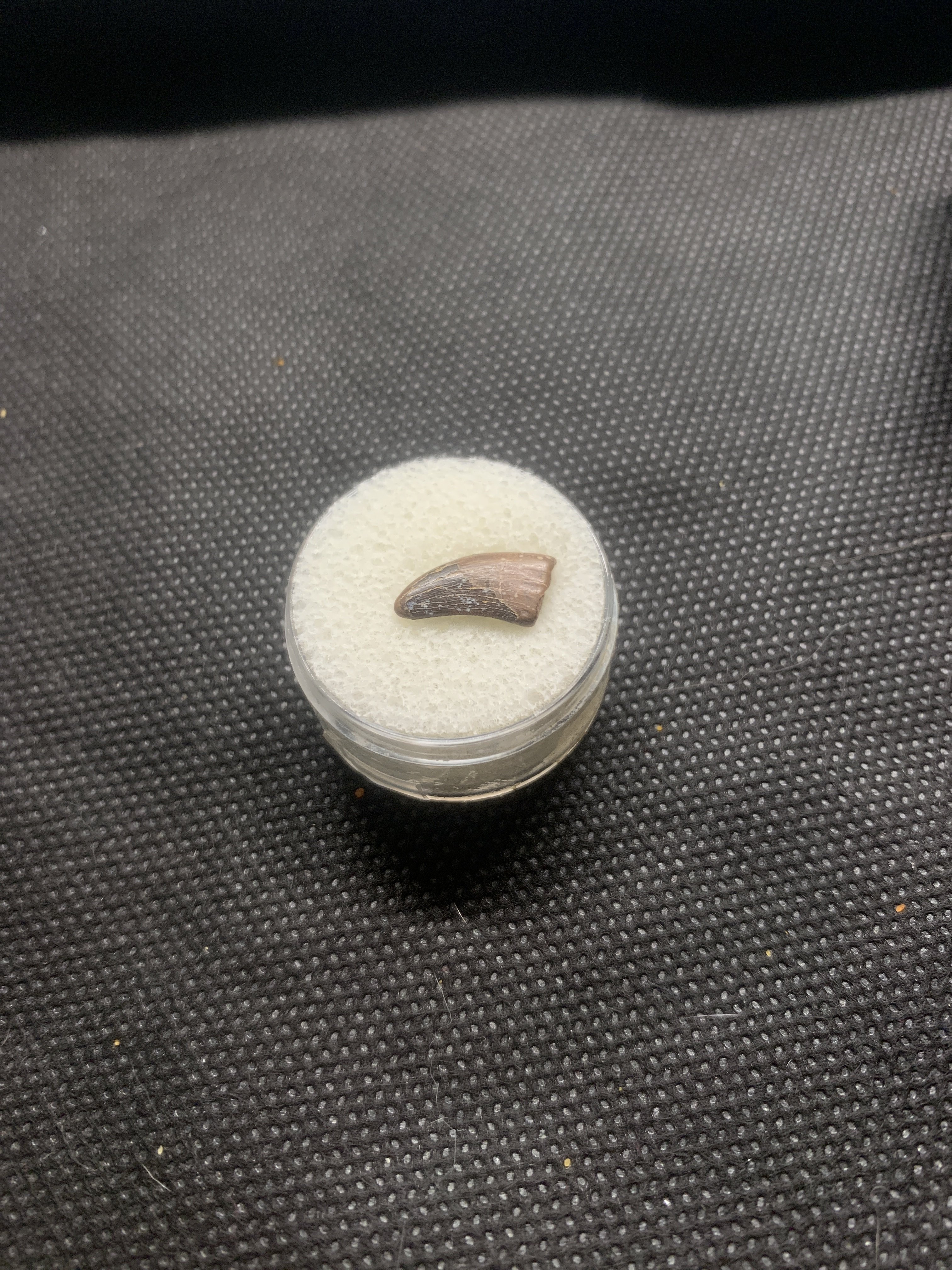 Close Ups of an Enigmatic Theropod Tooth - Fossil ID - The Fossil Forum