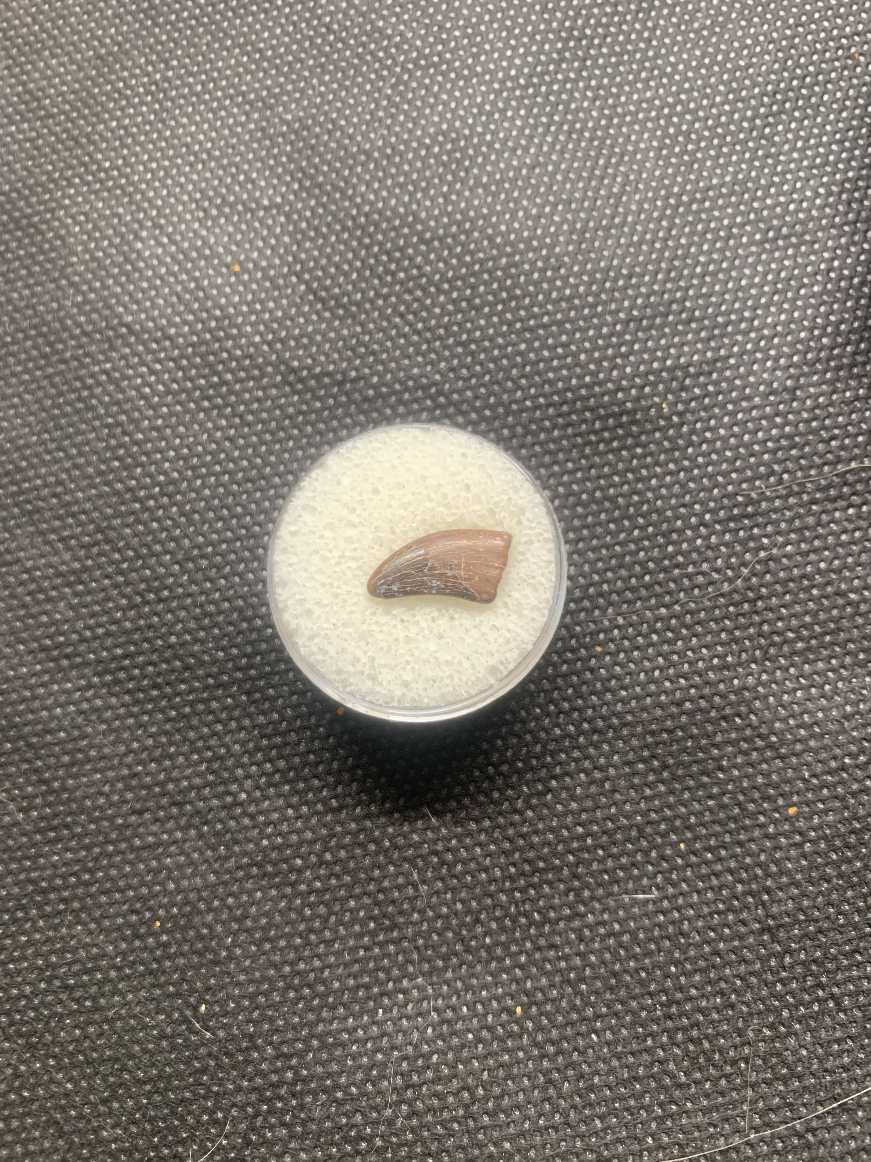 Close Ups of an Enigmatic Theropod Tooth - Fossil ID - The Fossil Forum