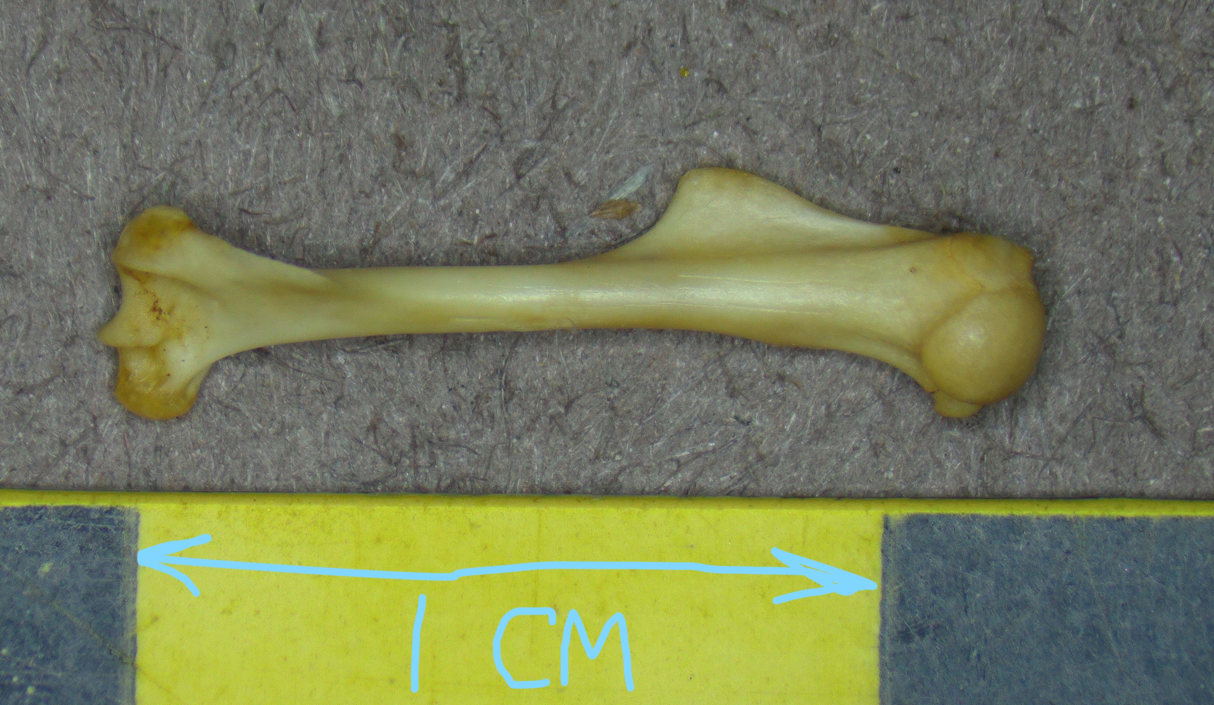 Two finds from Delaware - Fossil ID - The Fossil Forum